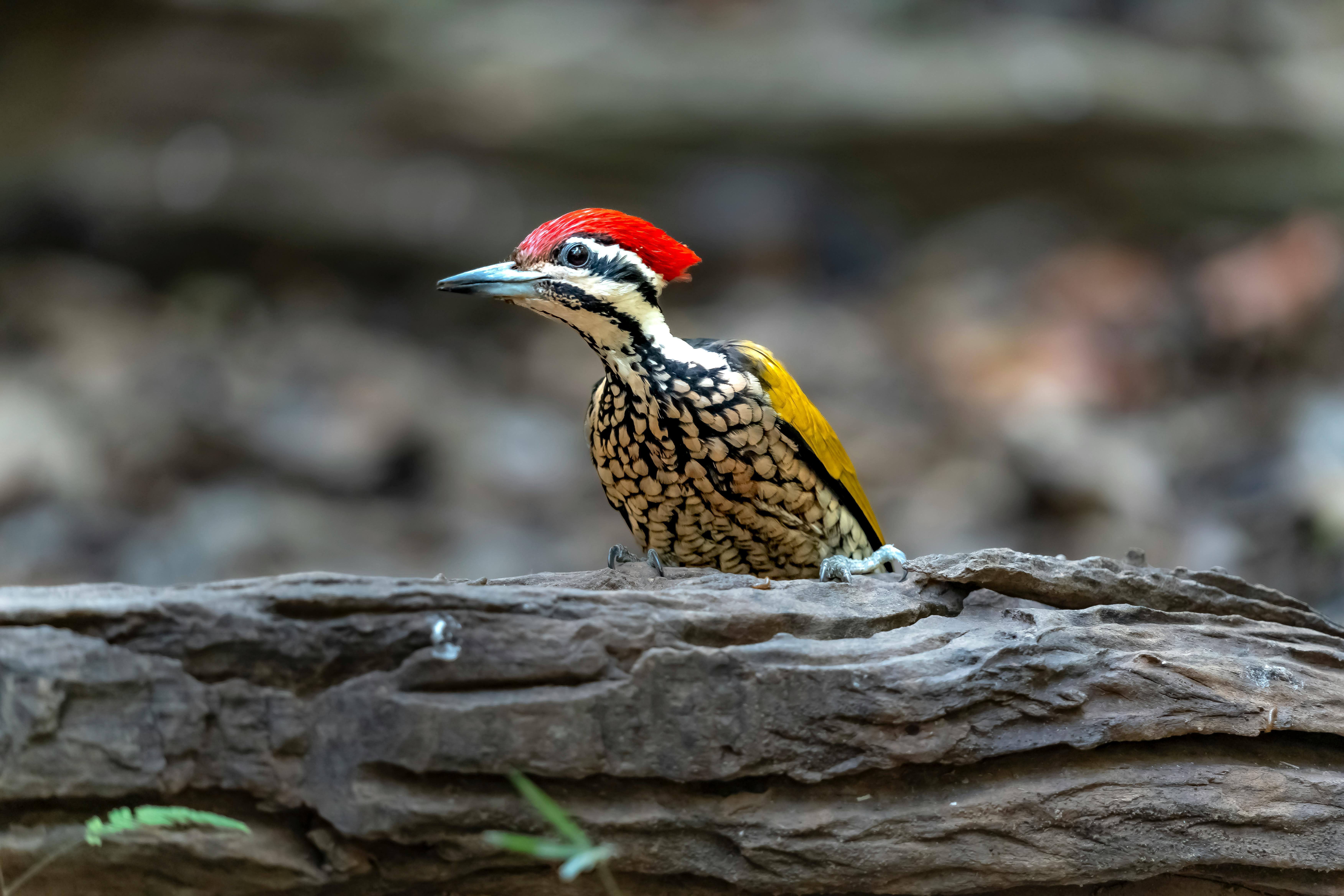 Colorful Woodpecker Perched on a Log Outdoors · Free Stock Photo