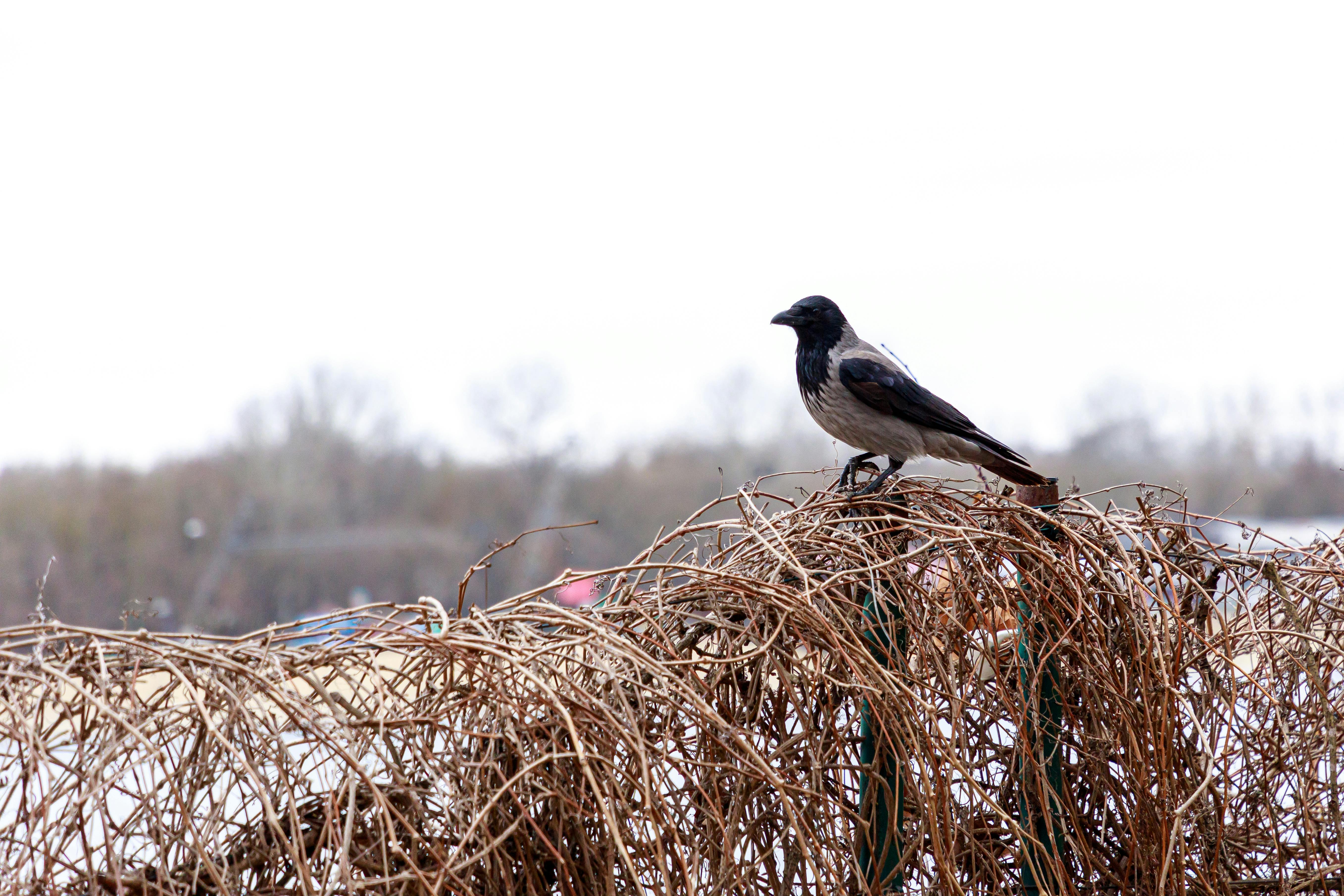 Wings Scrab Photos, Download The BEST Free Wings Scrab Stock Photos ...