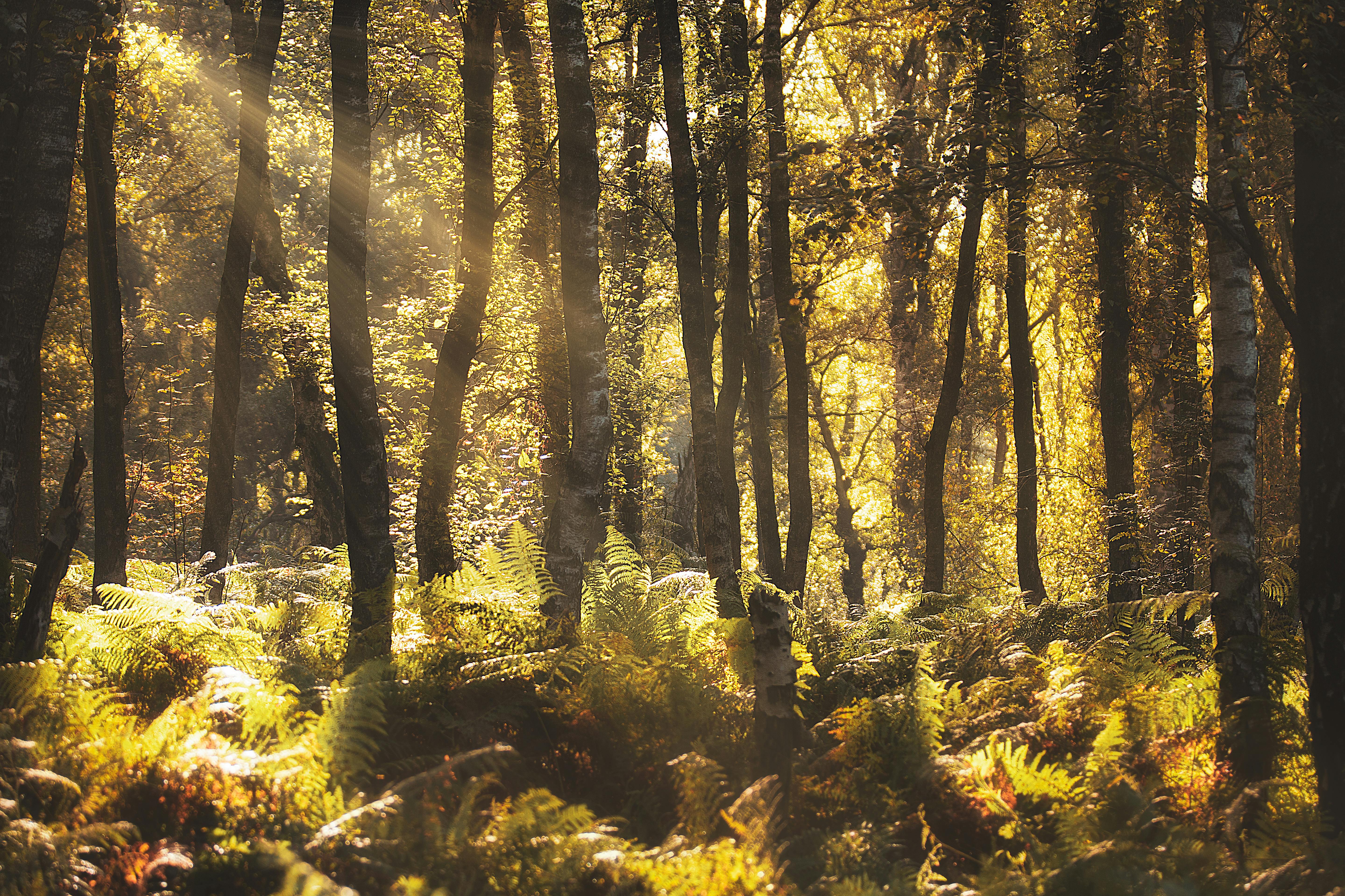 Photography of Forest · Free Stock Photo