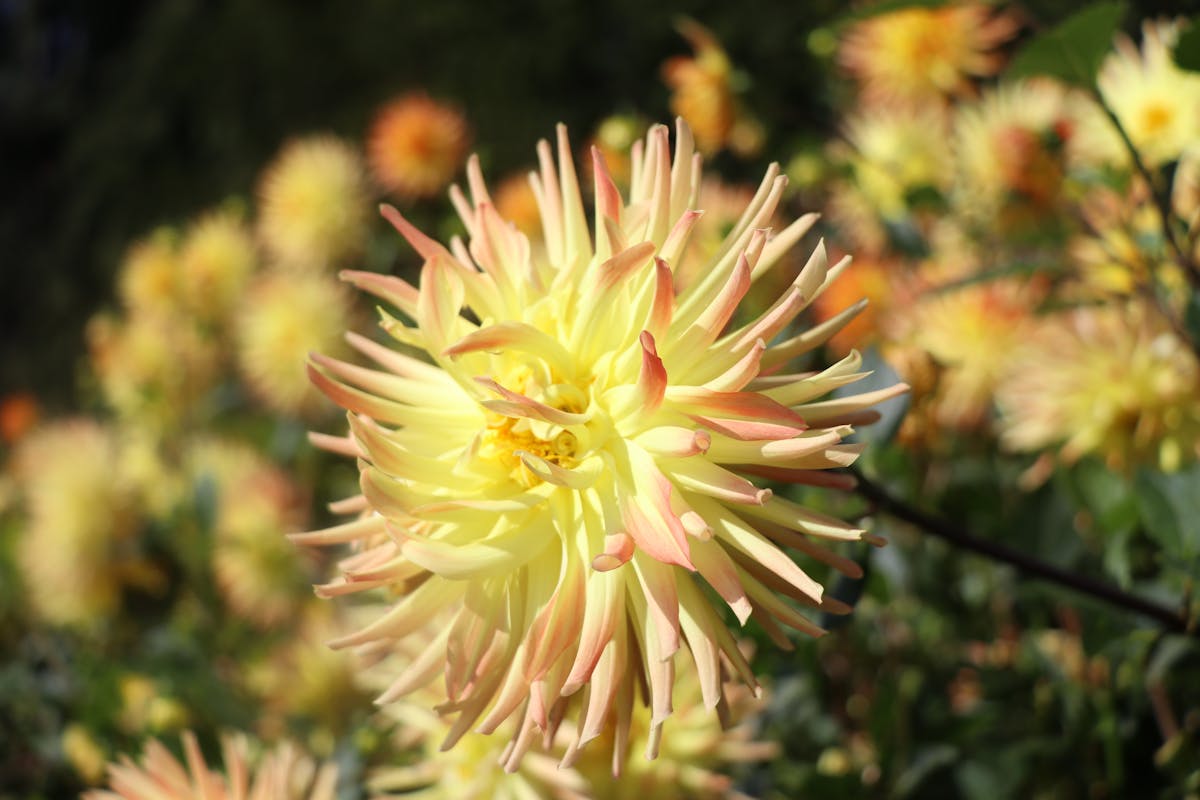 Flower Without Background Photos, Download The BEST Free Flower Without ...