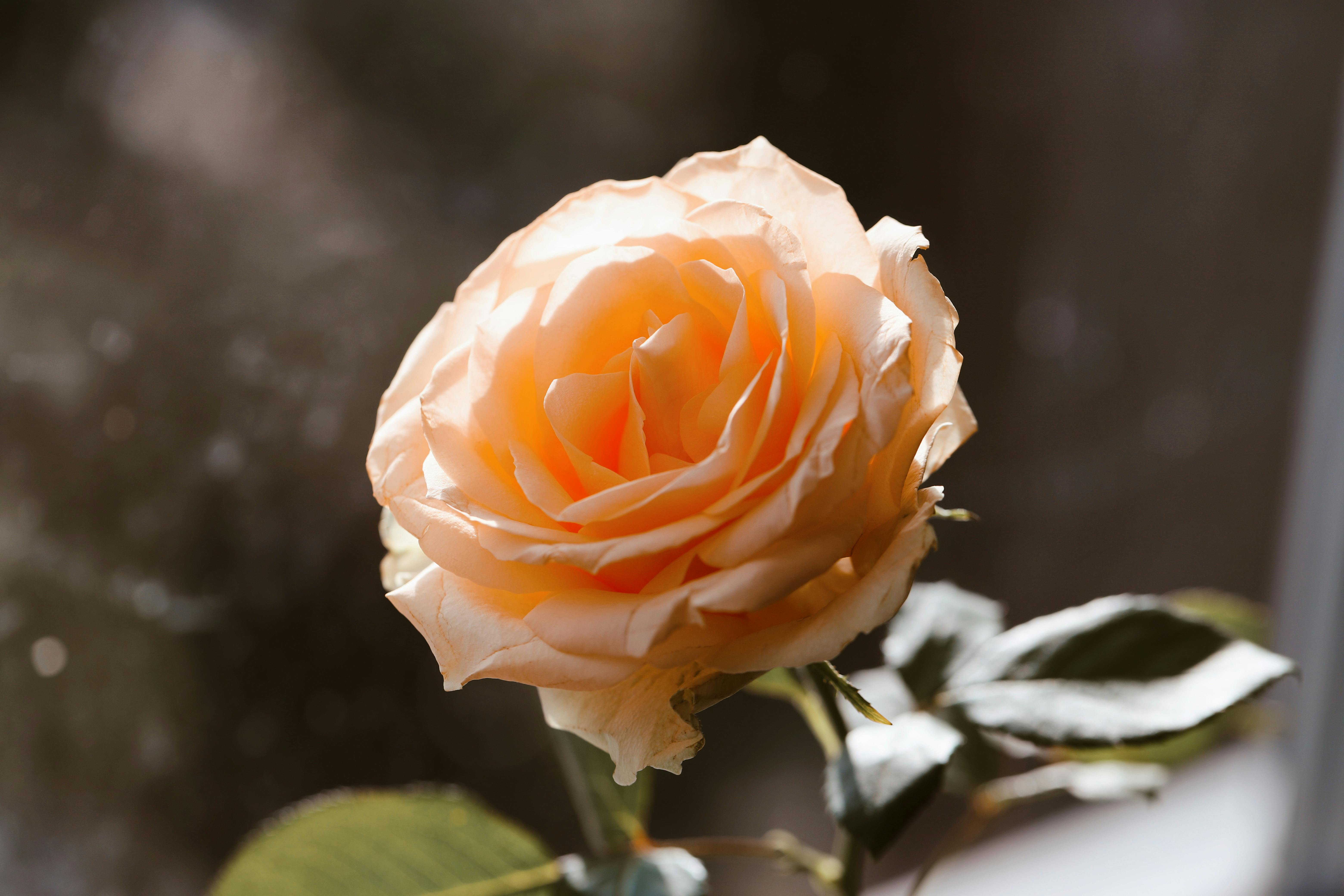 Soft Peach Rose in Gentle Sunlight · Free Stock Photo