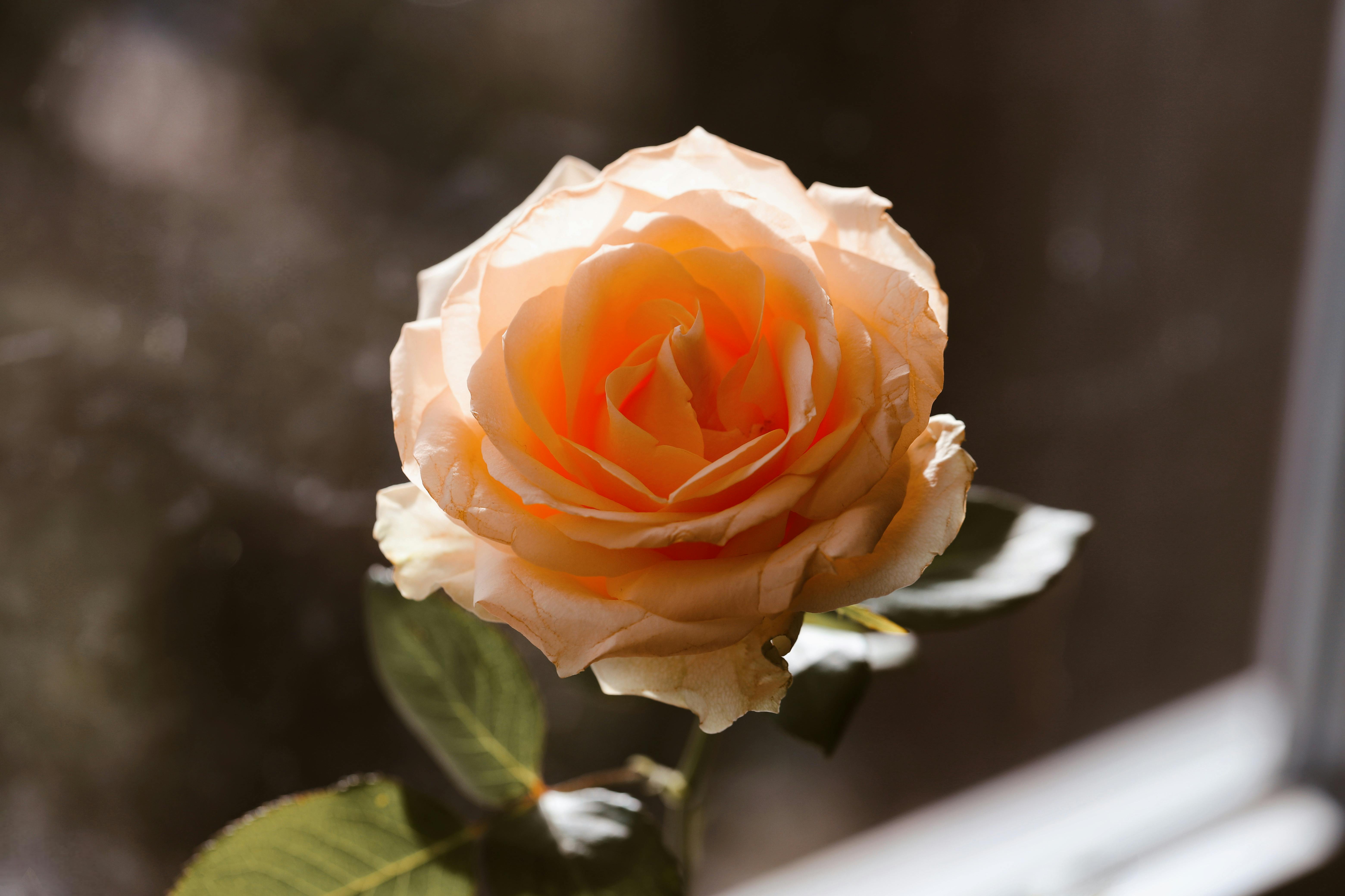 Beautiful Peach Rose in Sunlight Closeup · Free Stock Photo