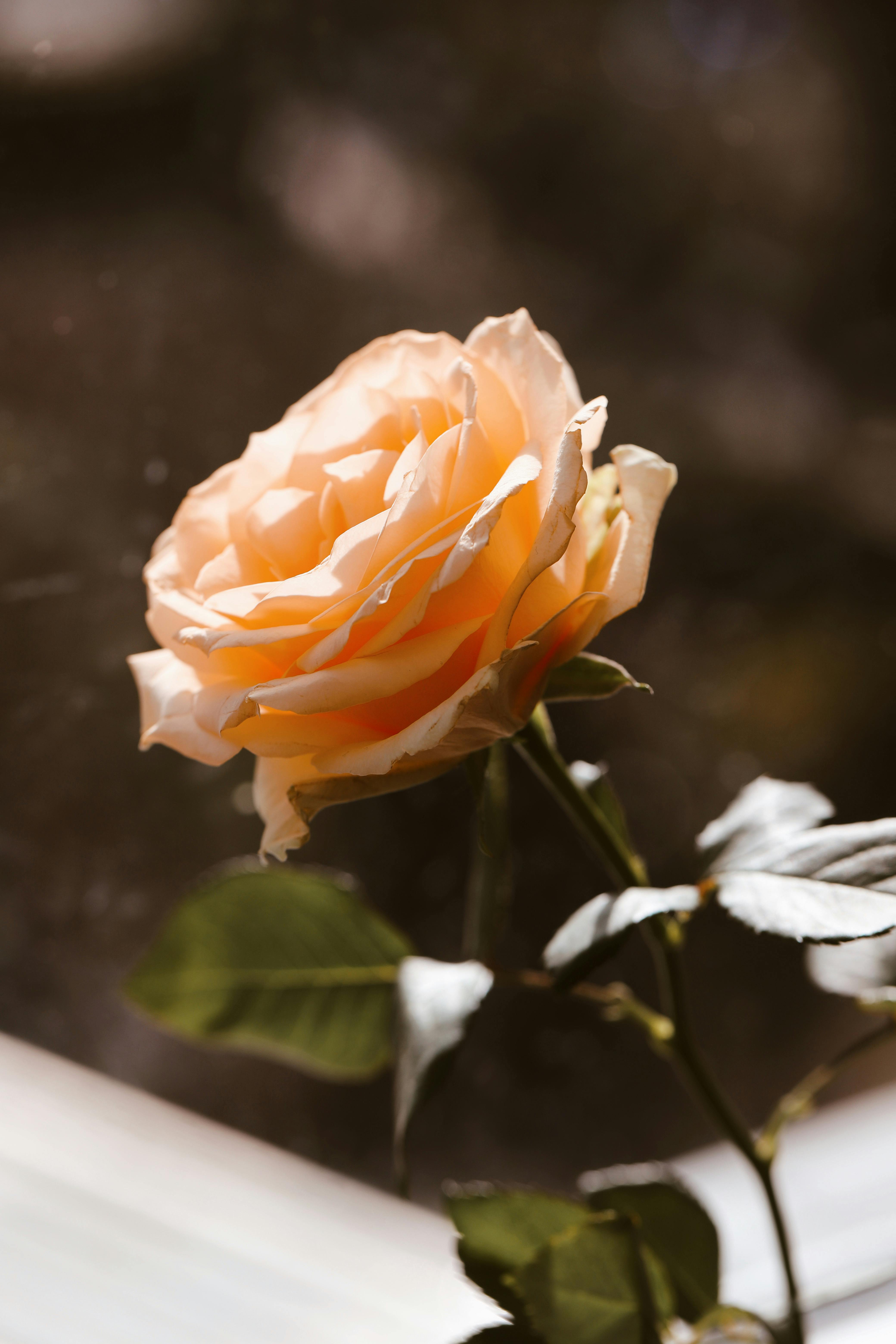 Elegant Peach Rose in Sunlight Close-up · Free Stock Photo