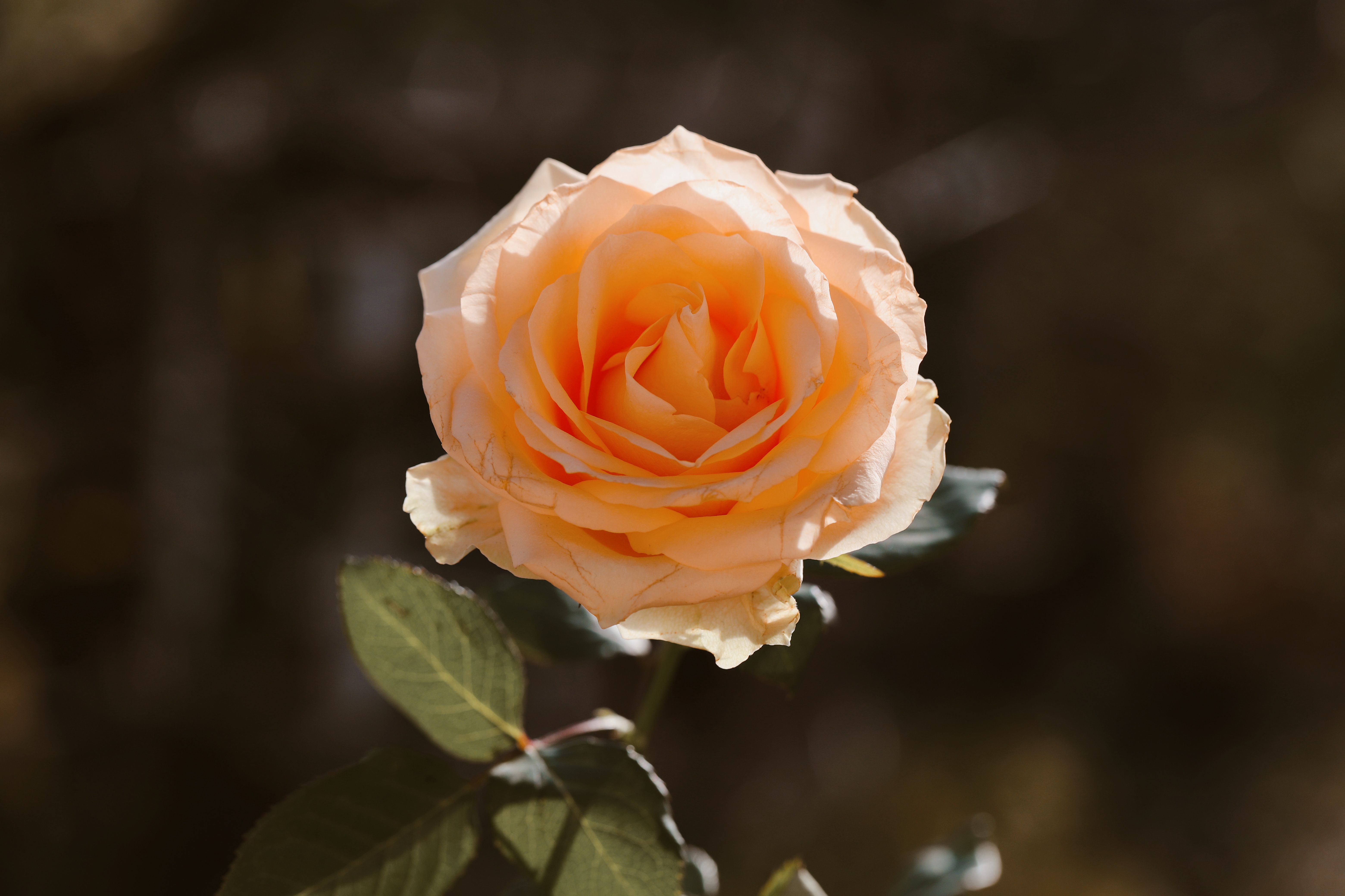 Elegant Peach Rose in Soft Sunlight · Free Stock Photo