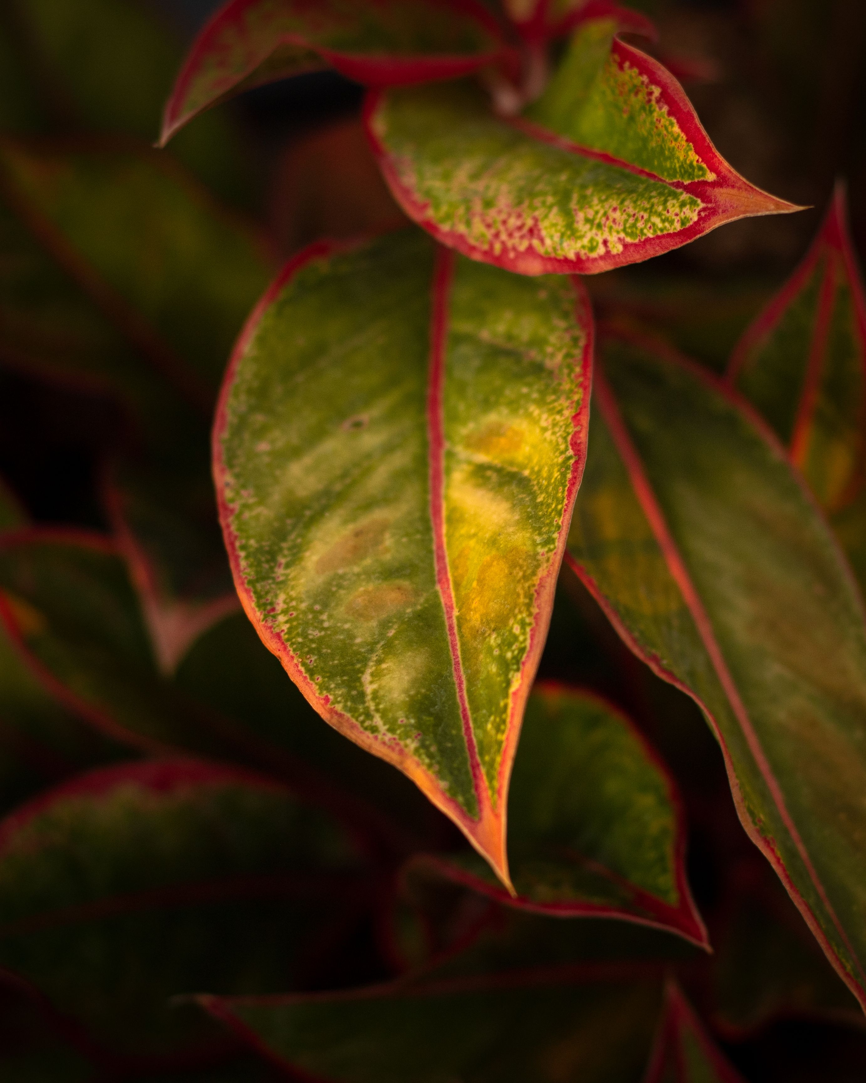 Colorful Tropical Plant Leaves with Red Edges · Free Stock Photo
