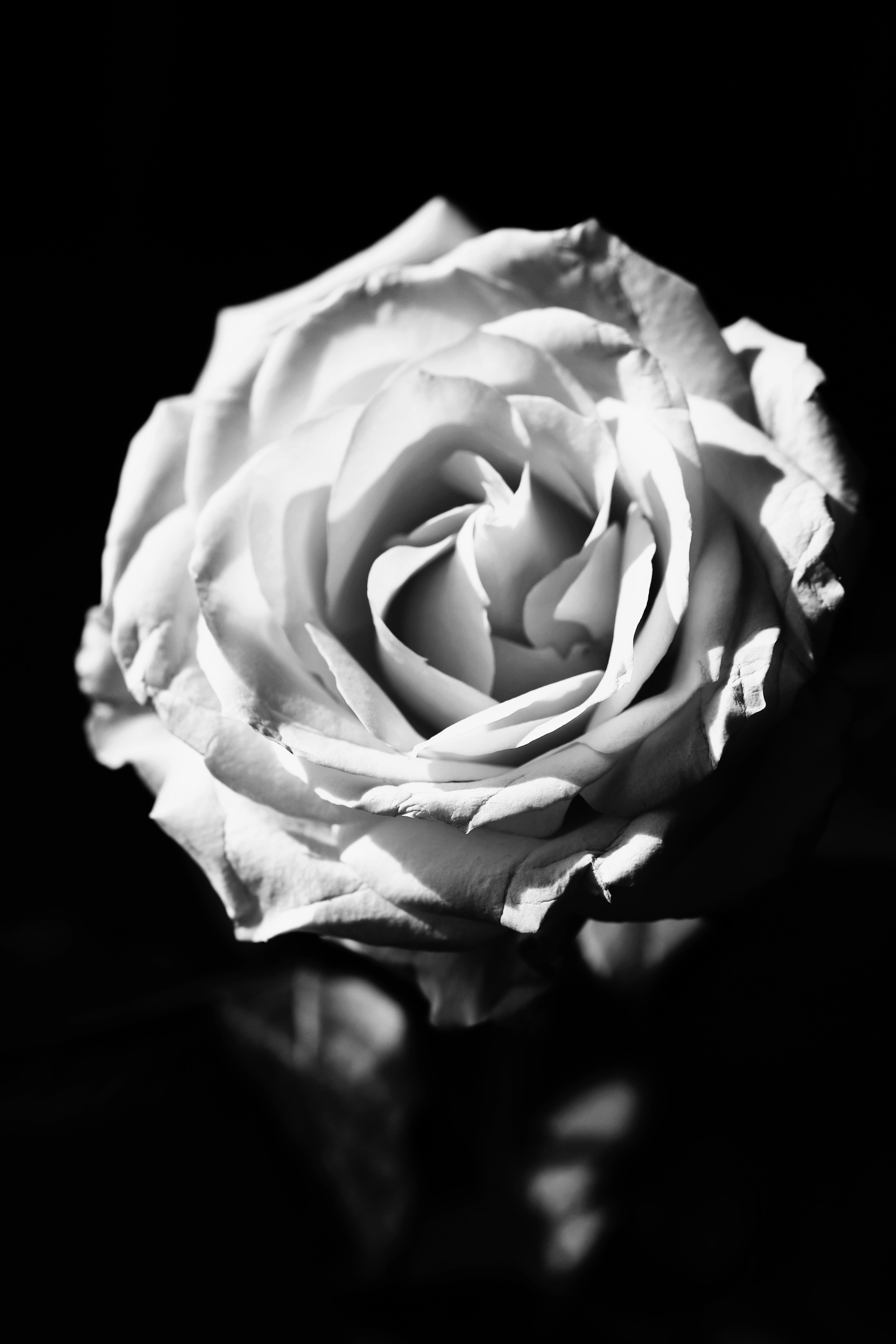 Elegant Black and White Rose Close-Up · Free Stock Photo