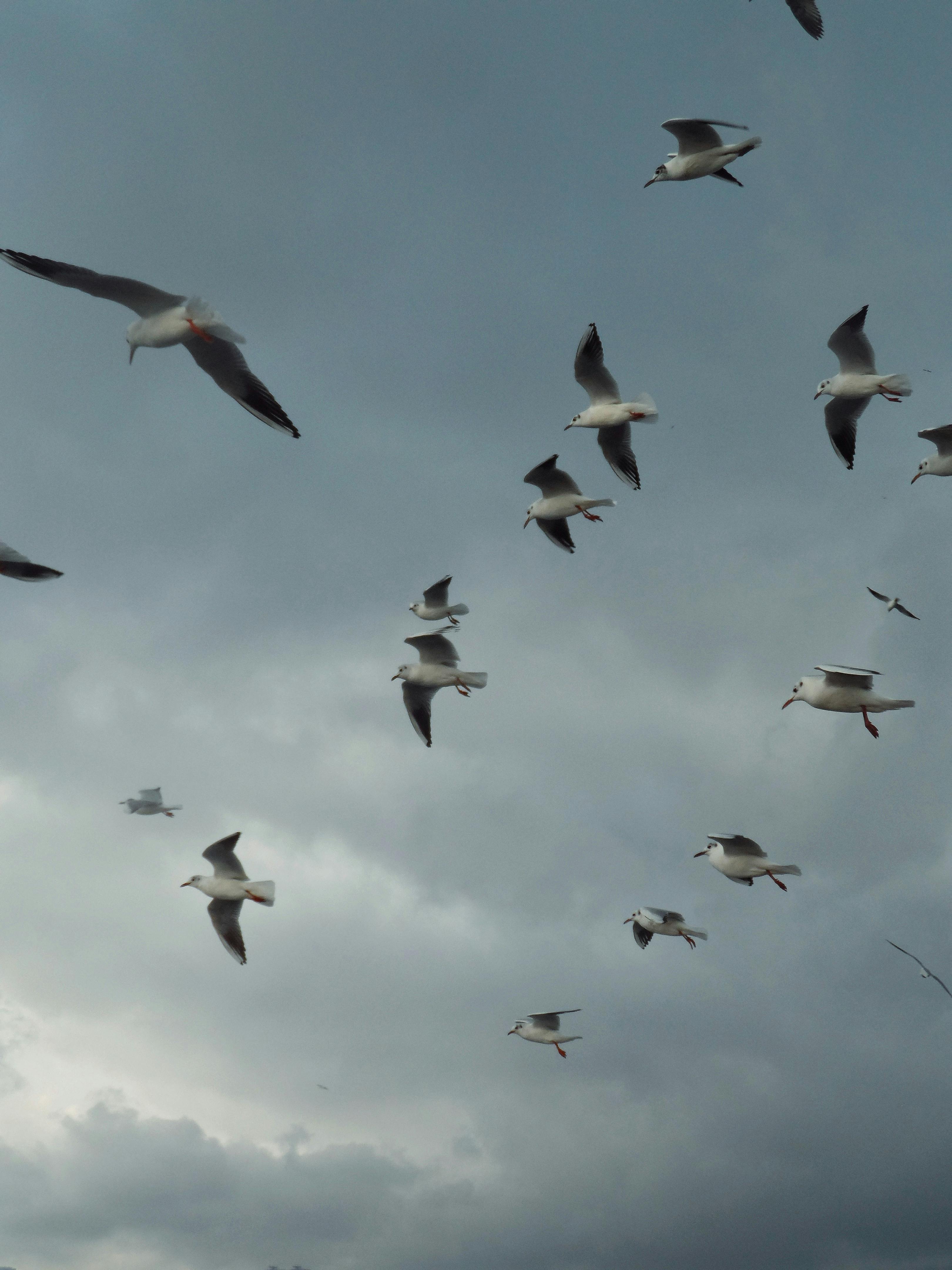 Bird Flock Against a Vast Open Sky · Free Stock Photo