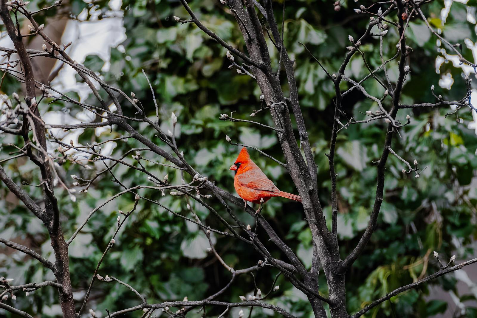 Cardinal Bird Photos, Download The BEST Free Cardinal Bird Stock Photos ...
