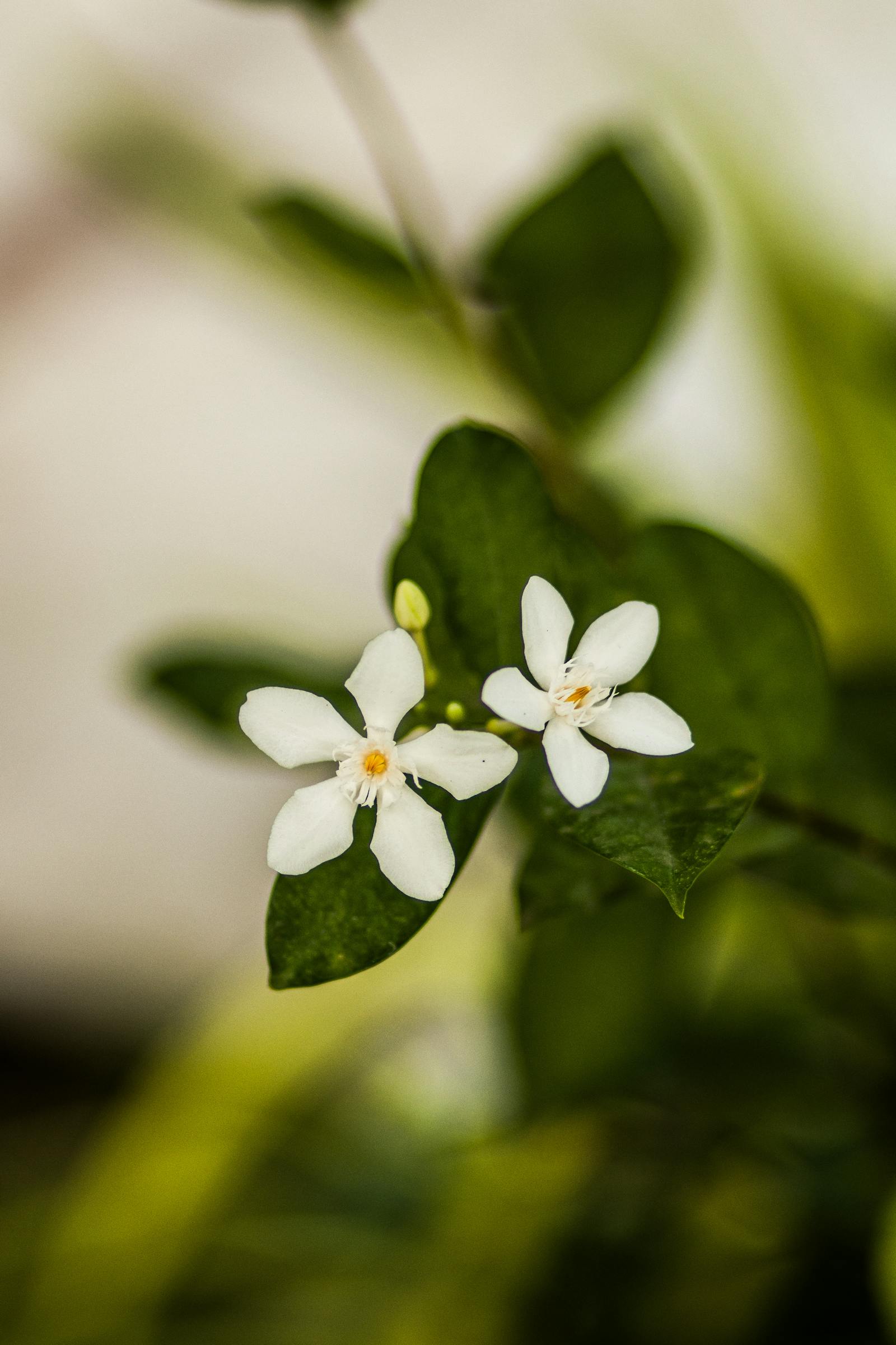 Small Flower Photos, Download The BEST Free Small Flower Stock Photos ...