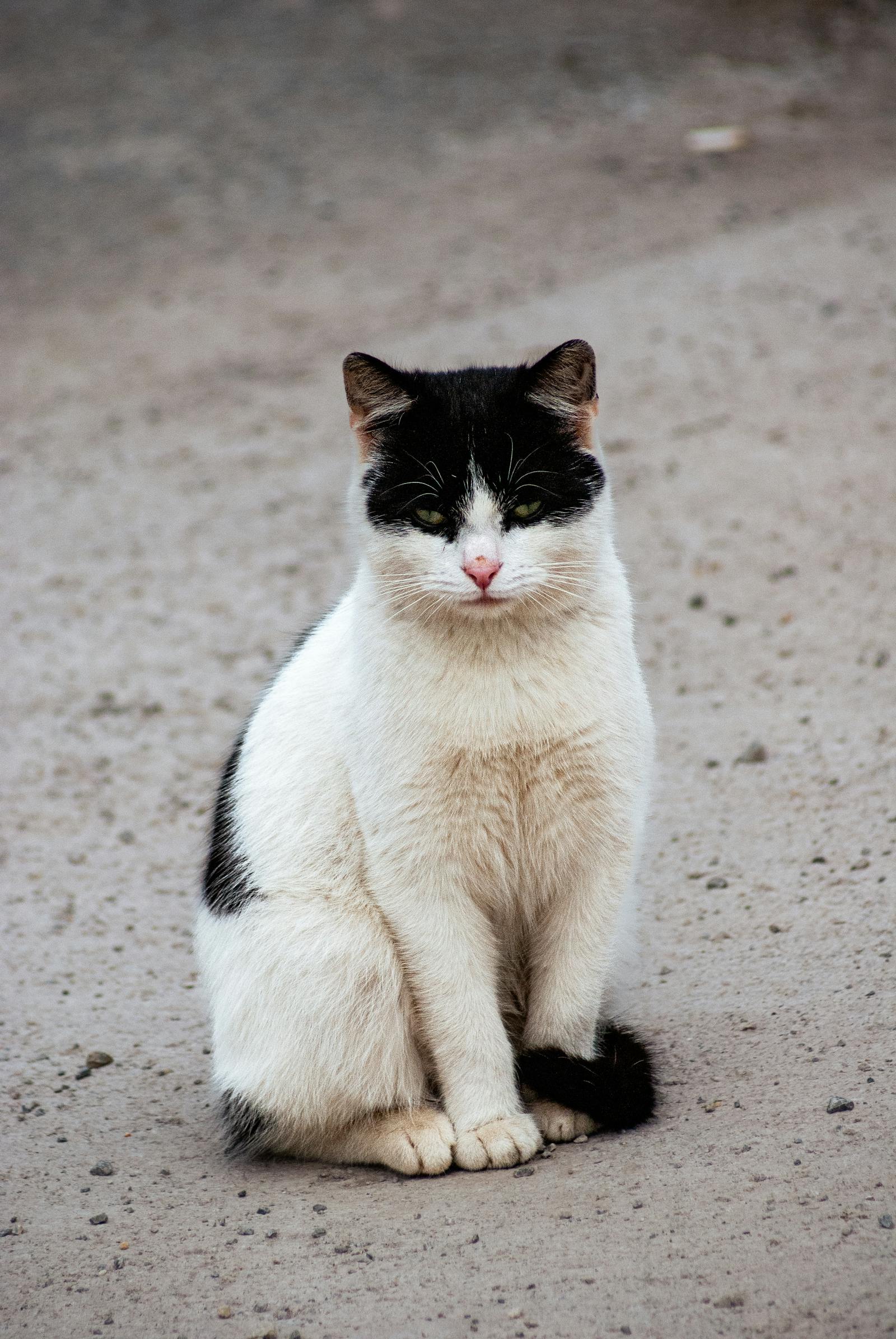 60.000+ Foto Kucing 4k Terbaik · Unduh Gratis 100% · Foto Stok Pexels