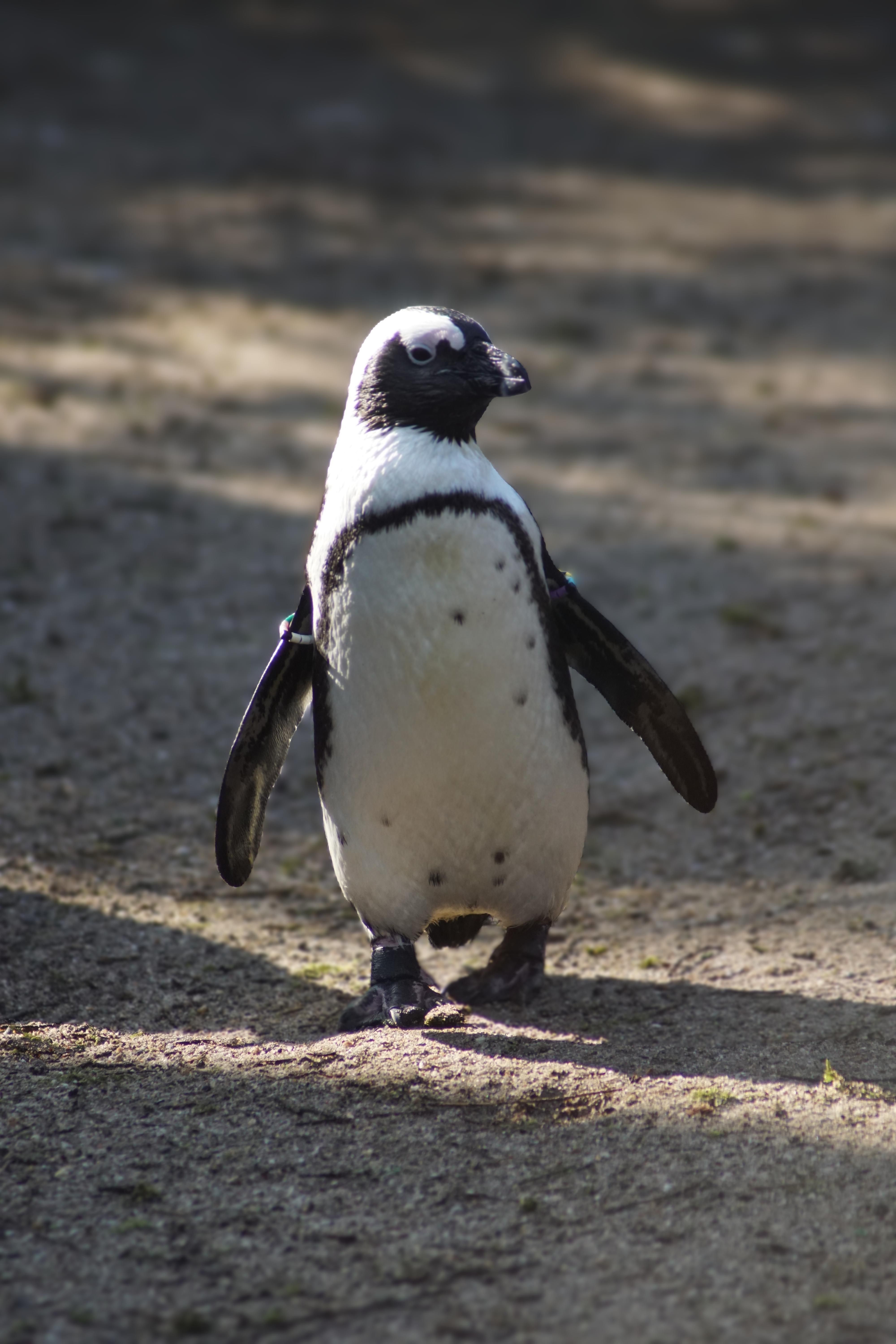African Penguin in Amsterdam Zoo Habitat · Free Stock Photo