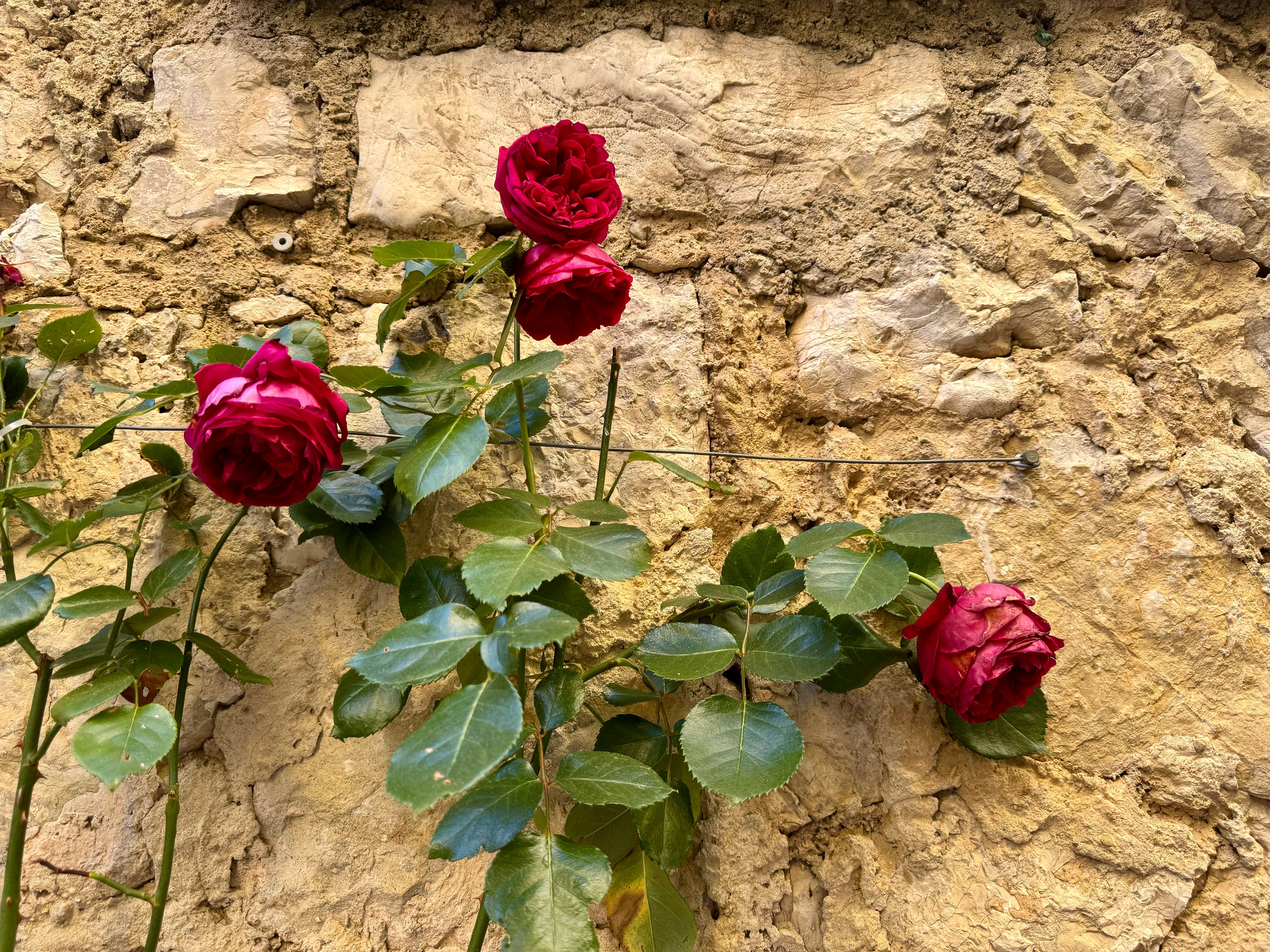 Vibrant Red Roses Against Rustic Stone Wall · Free Stock Photo