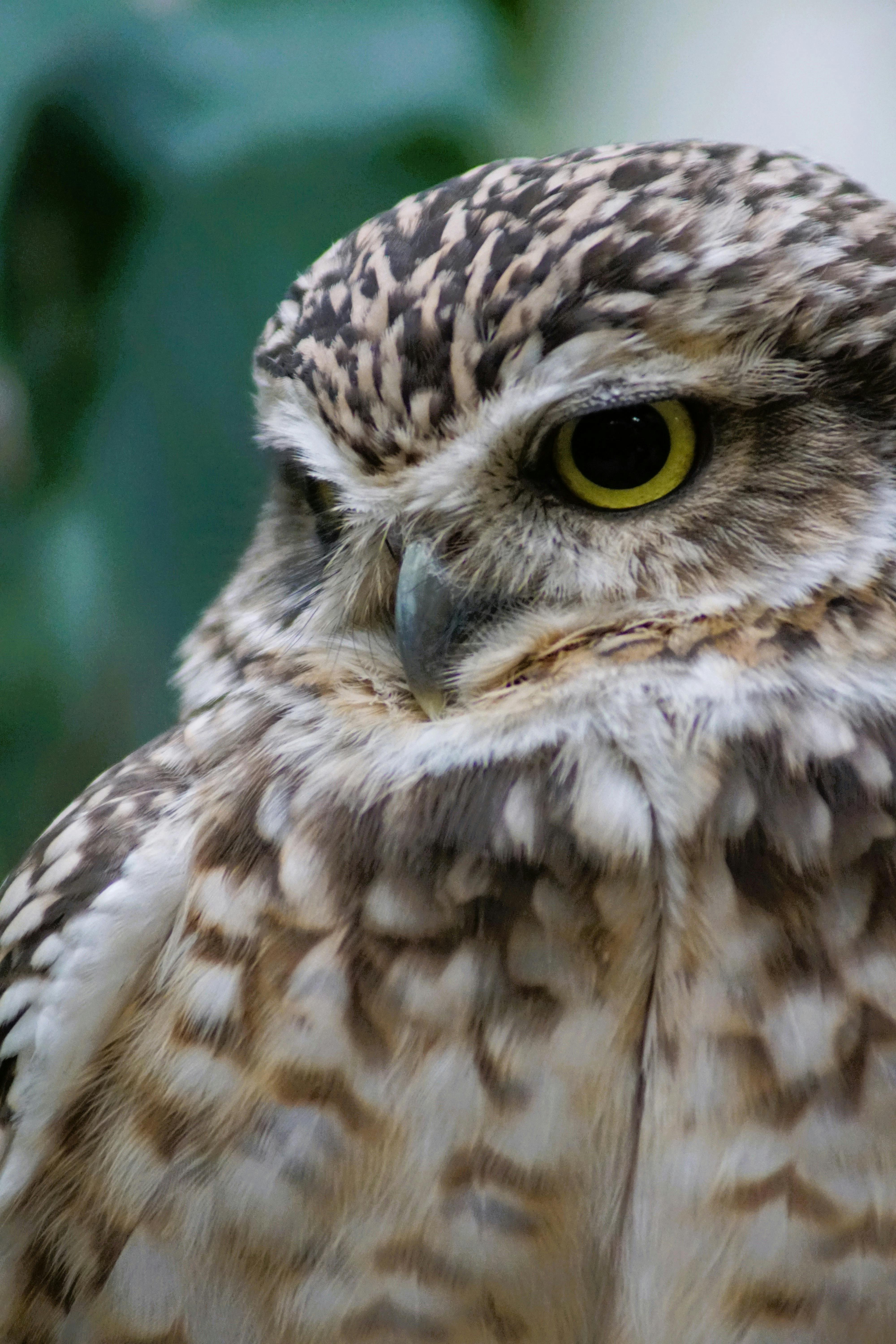 Retrato En Primer Plano De Un Búho Barrado En La Naturaleza · Foto de ...