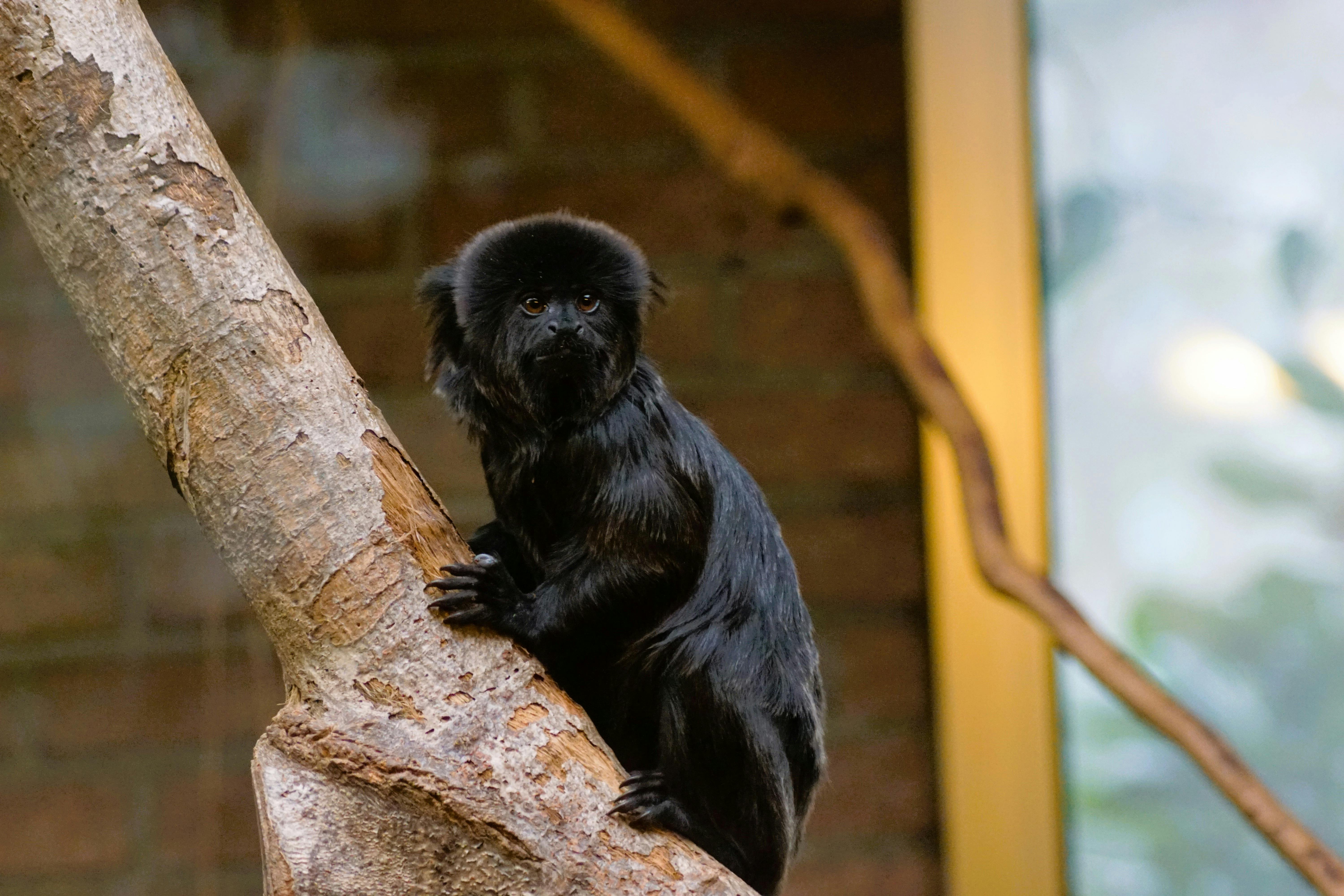 Goeldi's Monkey in a Natural Habitat · Free Stock Photo