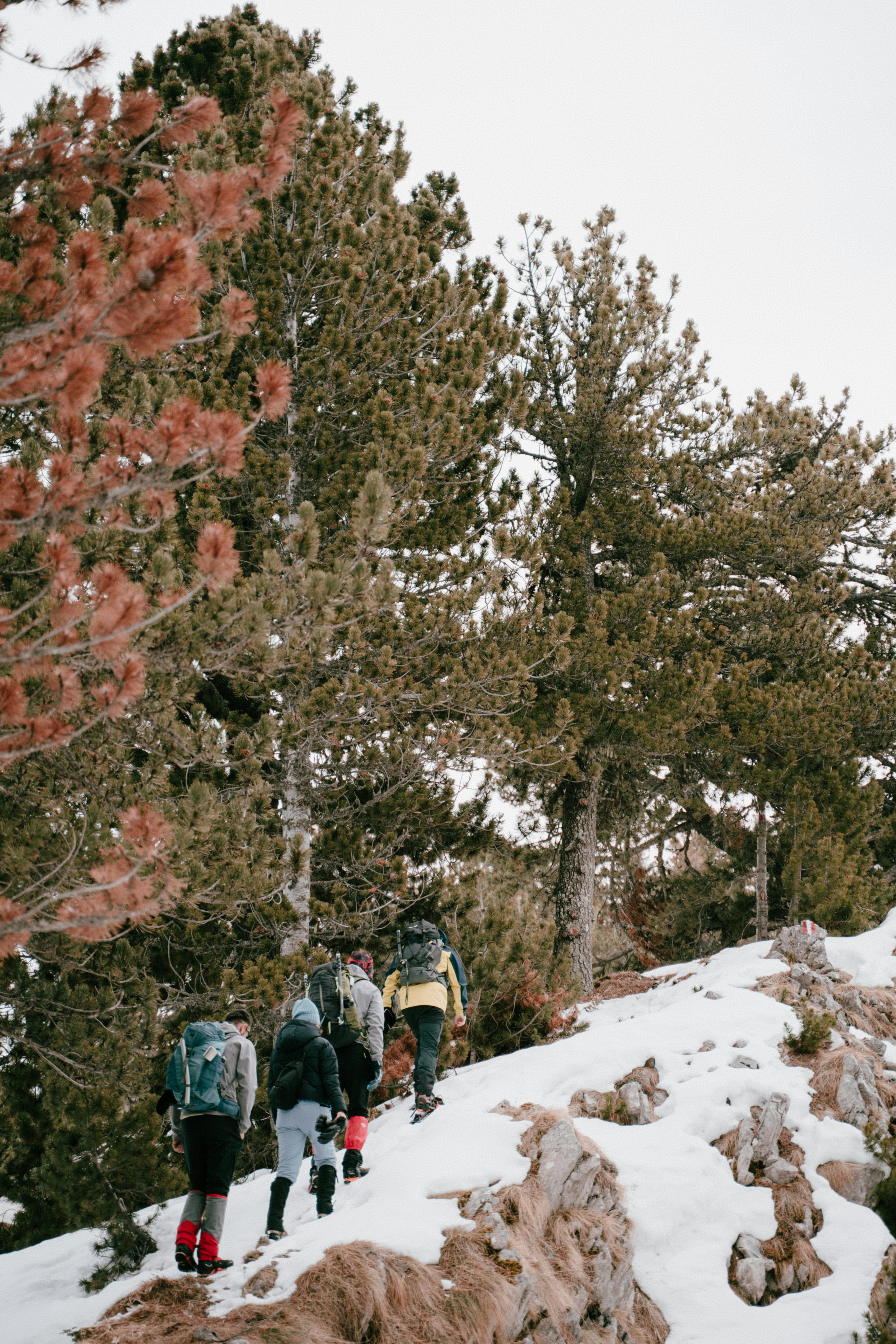 Group Hiking in Snow-Capped Forest Trail · Free Stock Photo