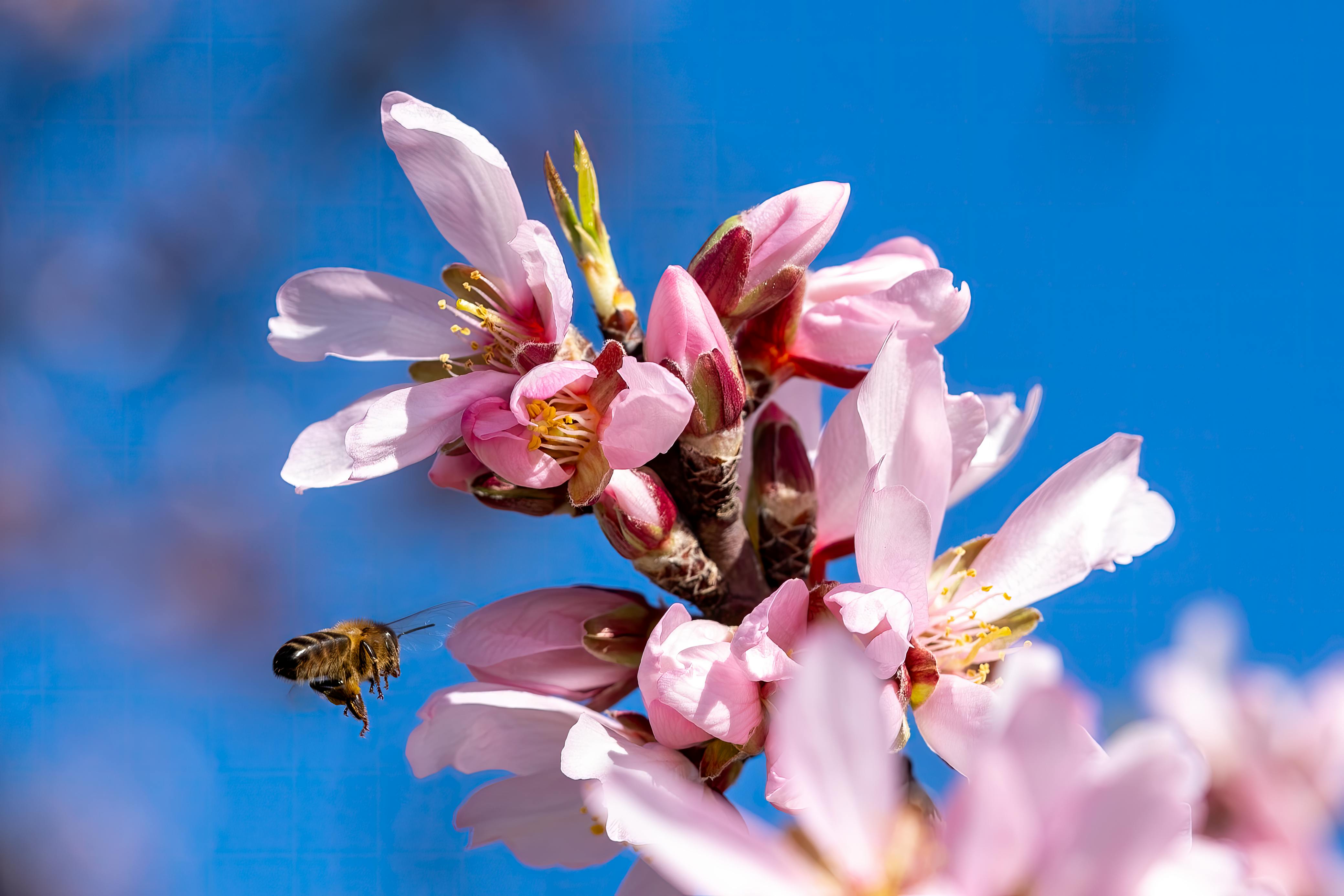 Bee Pollinating Almond Blossoms in Spring · Free Stock Photo