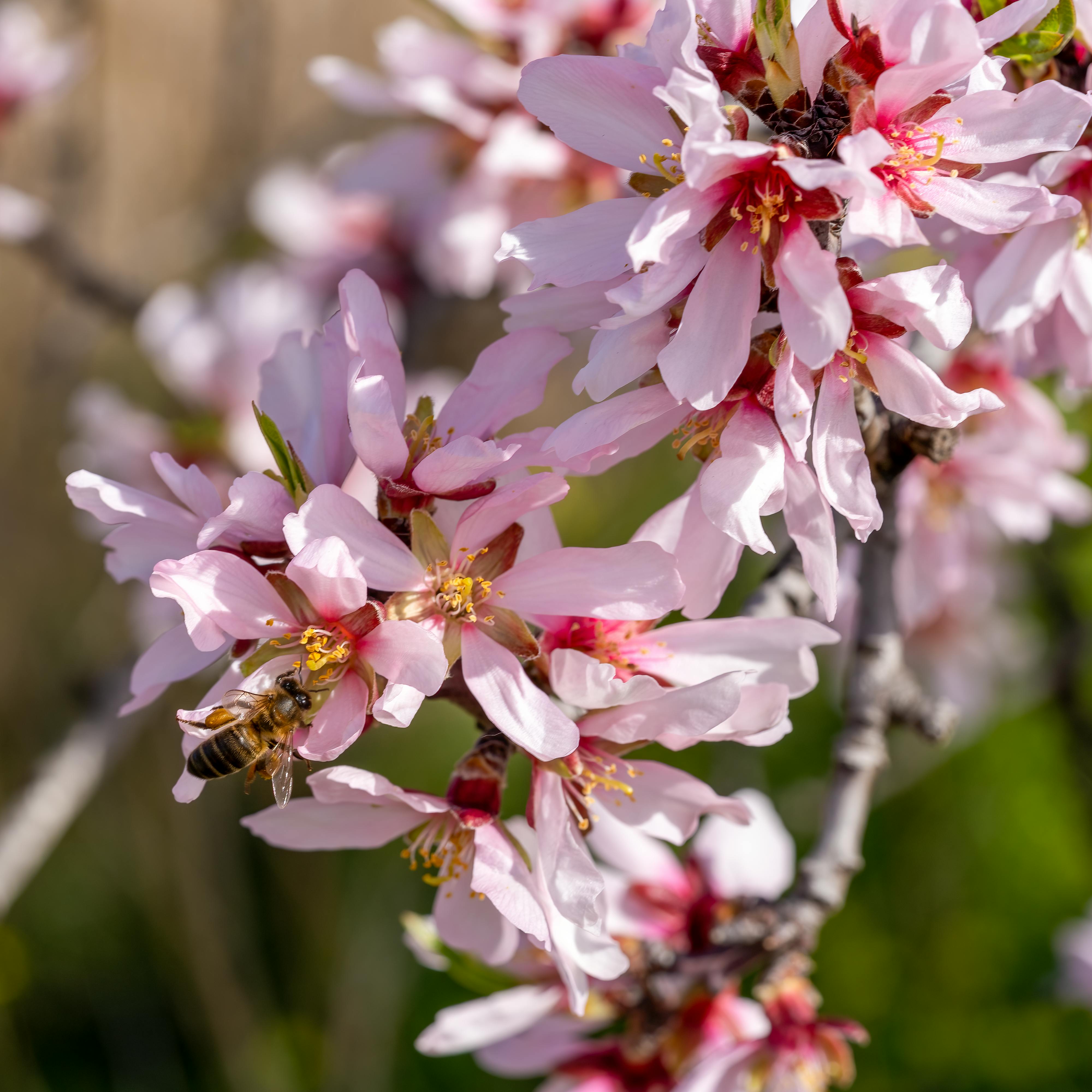 Bee Pollinating Almond Blossoms in Spring · Free Stock Photo