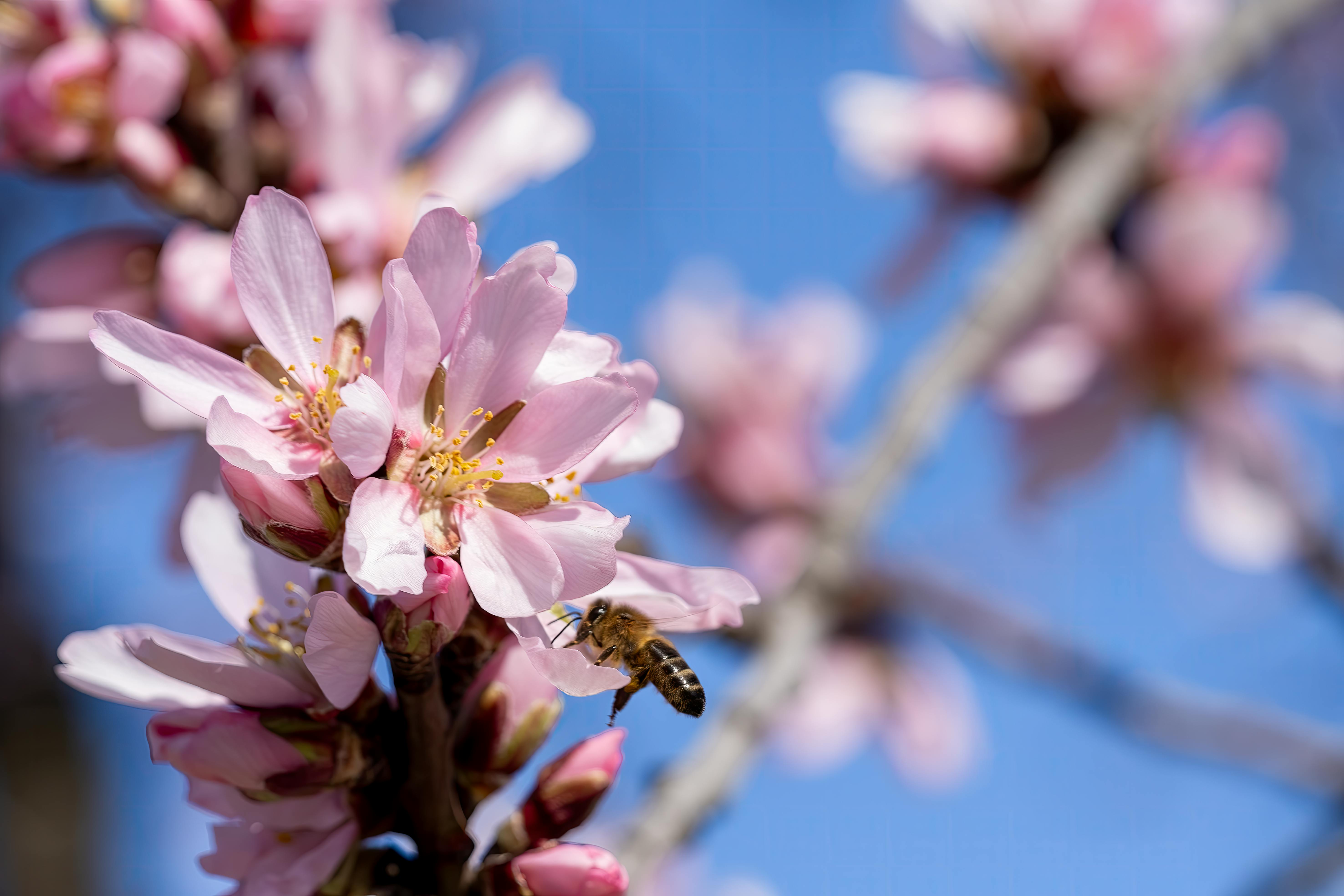 Bee Pollinating Almond Blossoms in Spring · Free Stock Photo