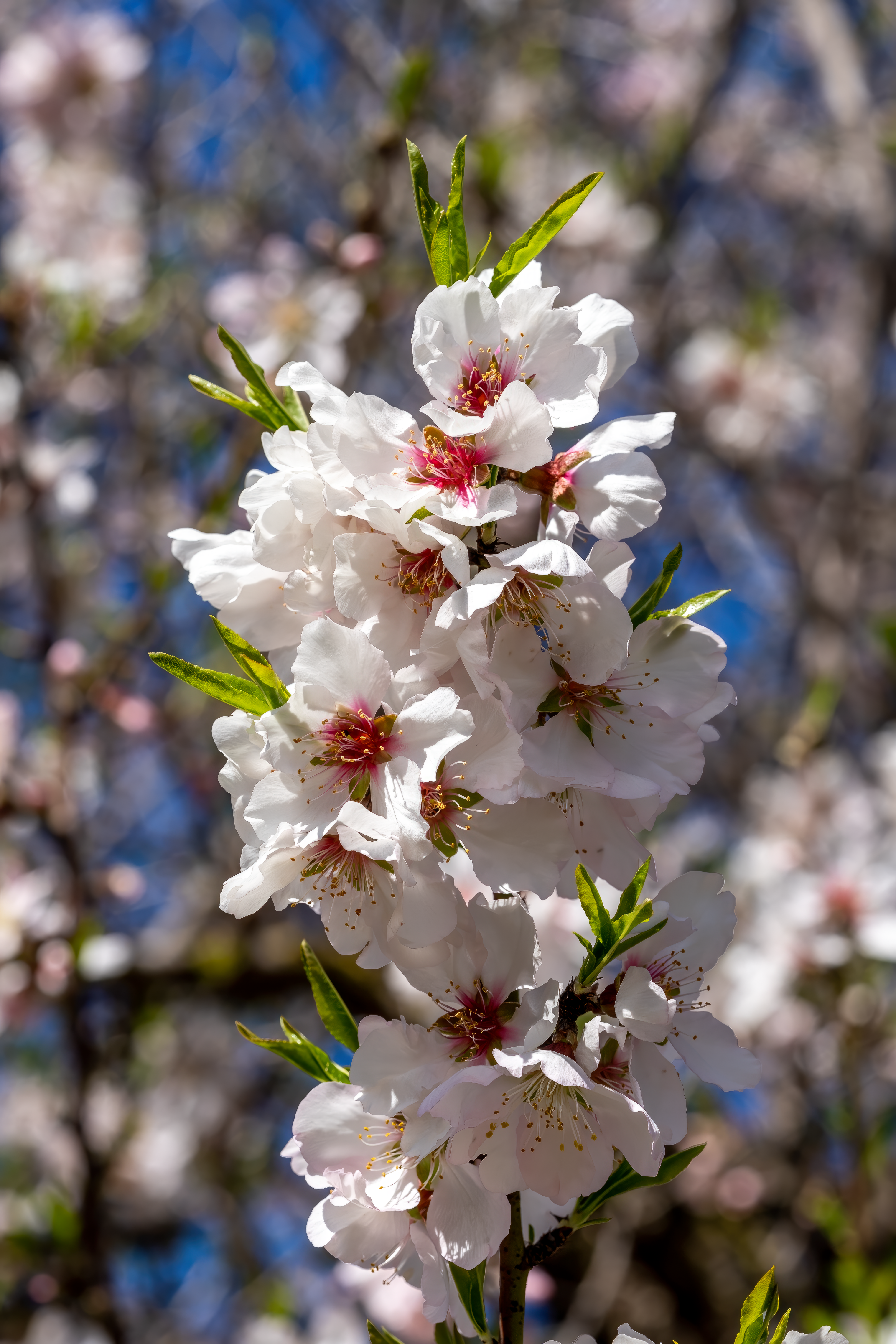 Flor De Almendro · Foto profissional gratuita