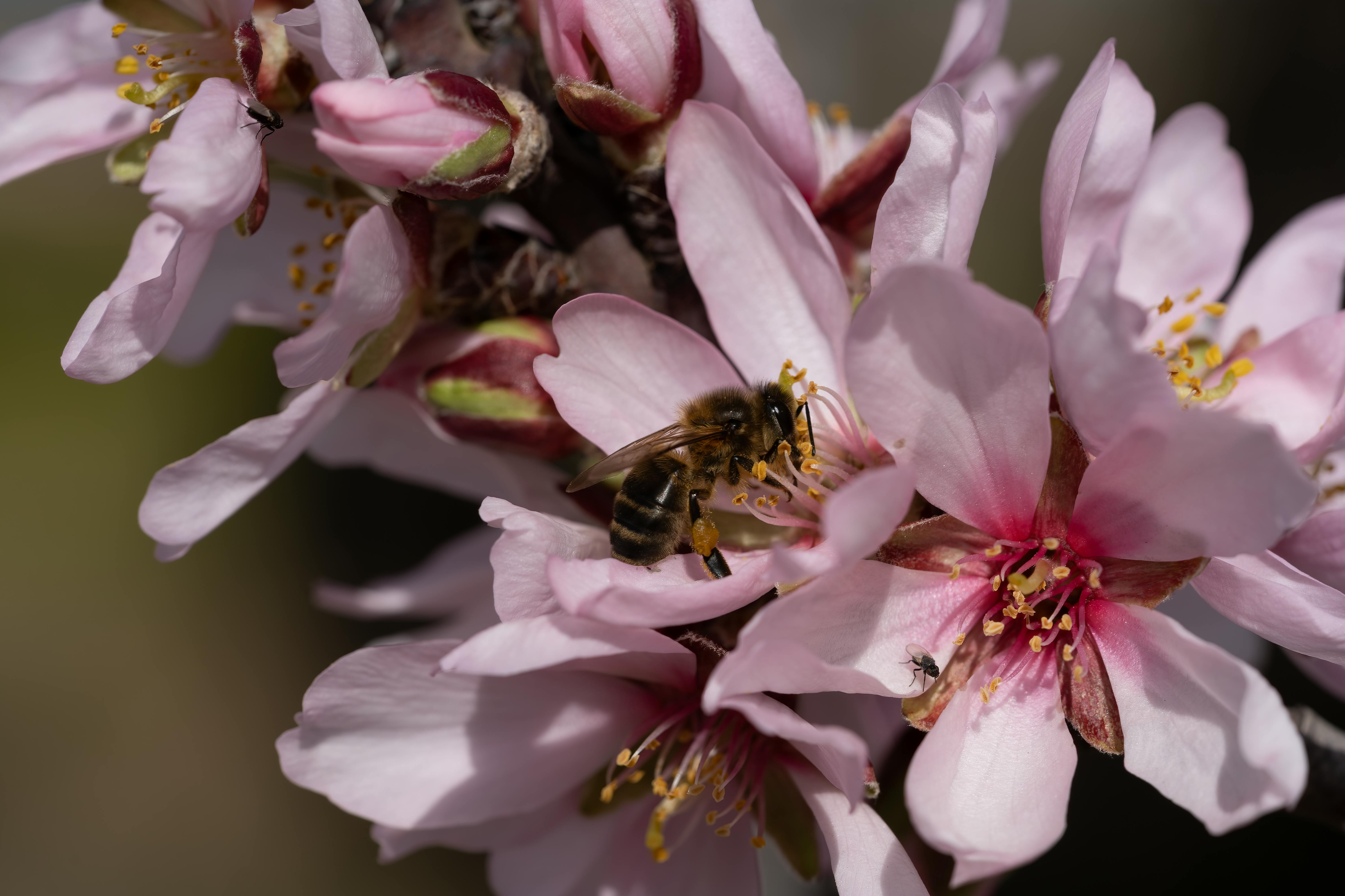 Bee Pollinating Almond Blossom in Springtime · Free Stock Photo