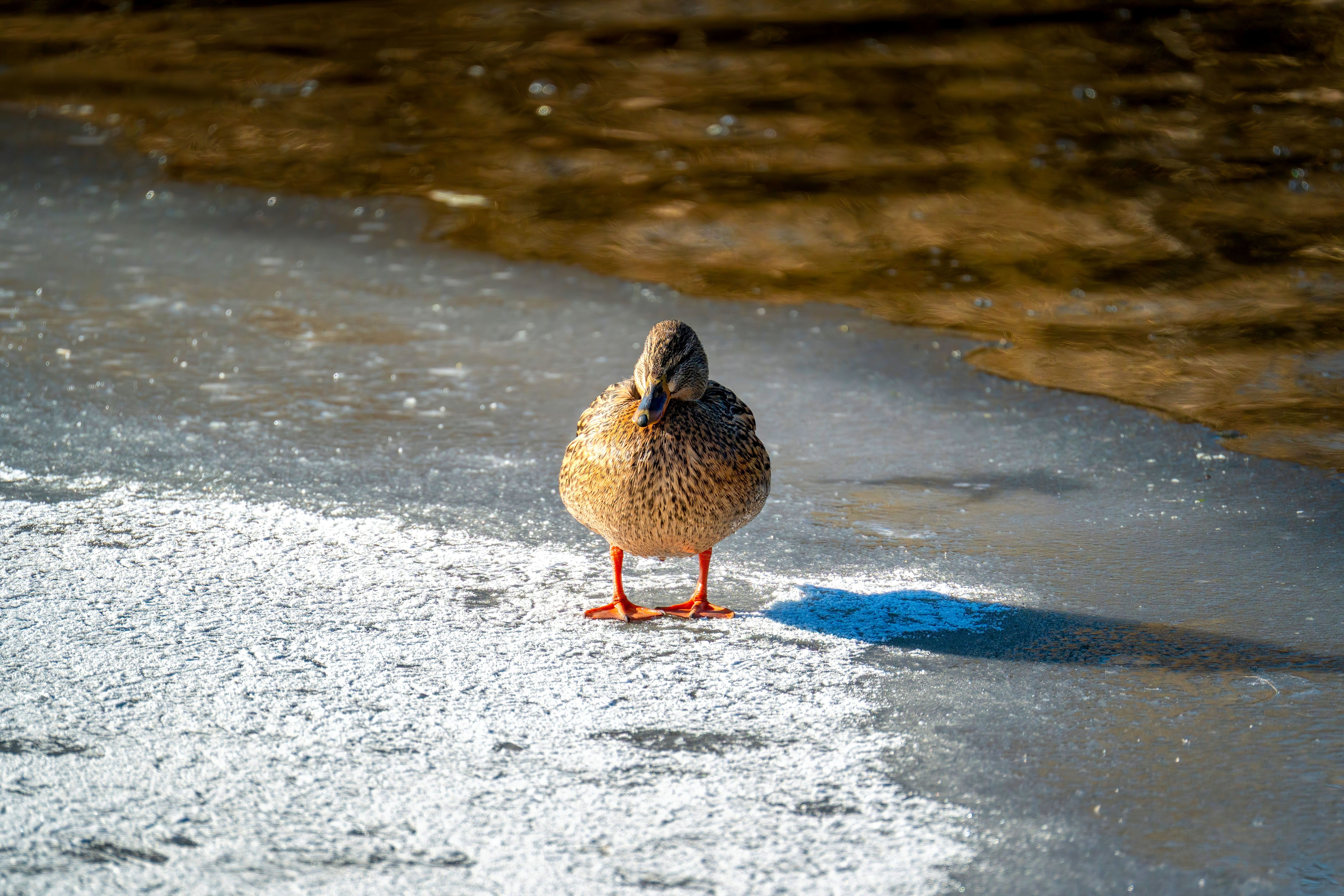 Duck Walking on Frozen Lake in Winter · Free Stock Photo