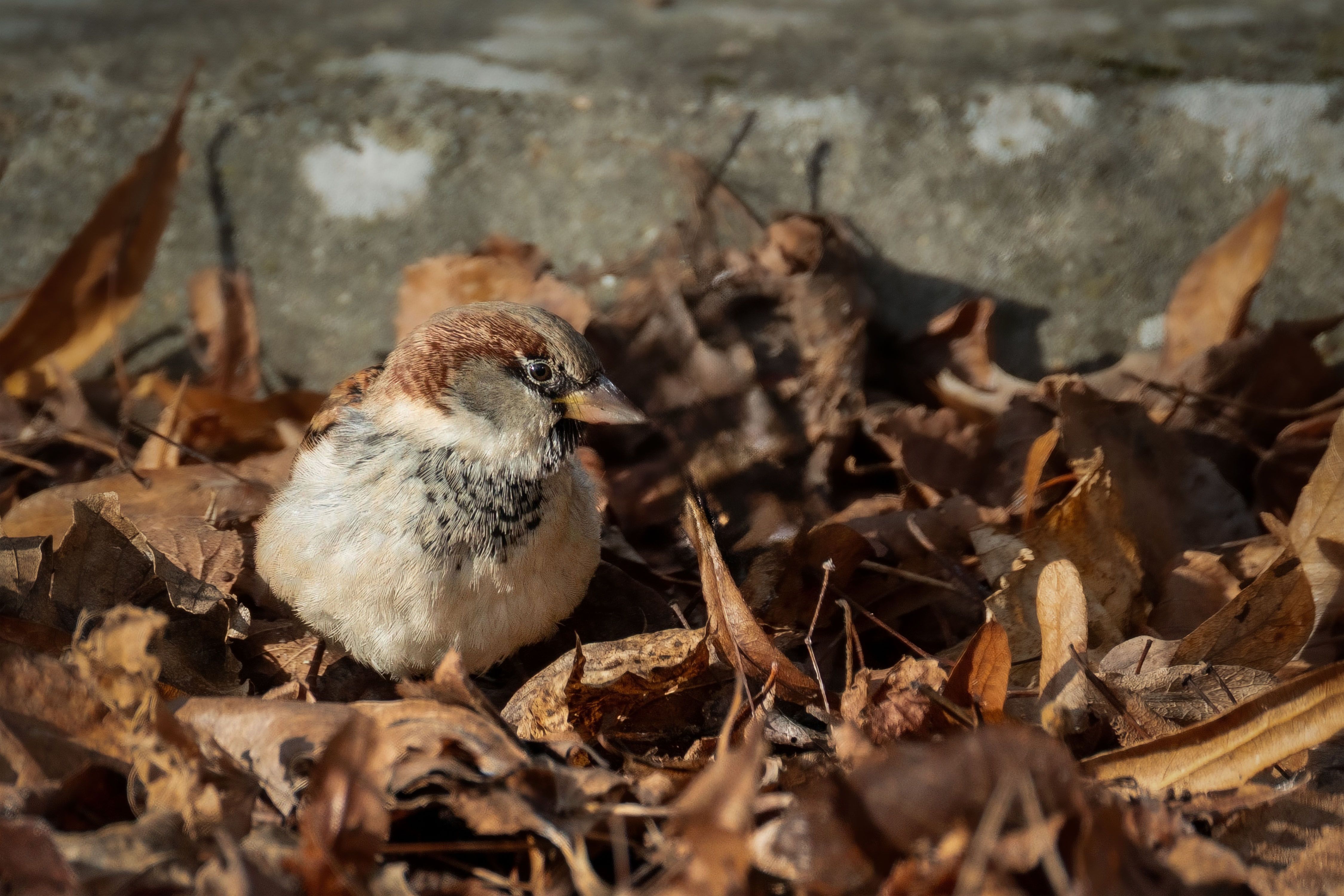 Close-up of a Sparrow Among Autumn Leaves · Free Stock Photo