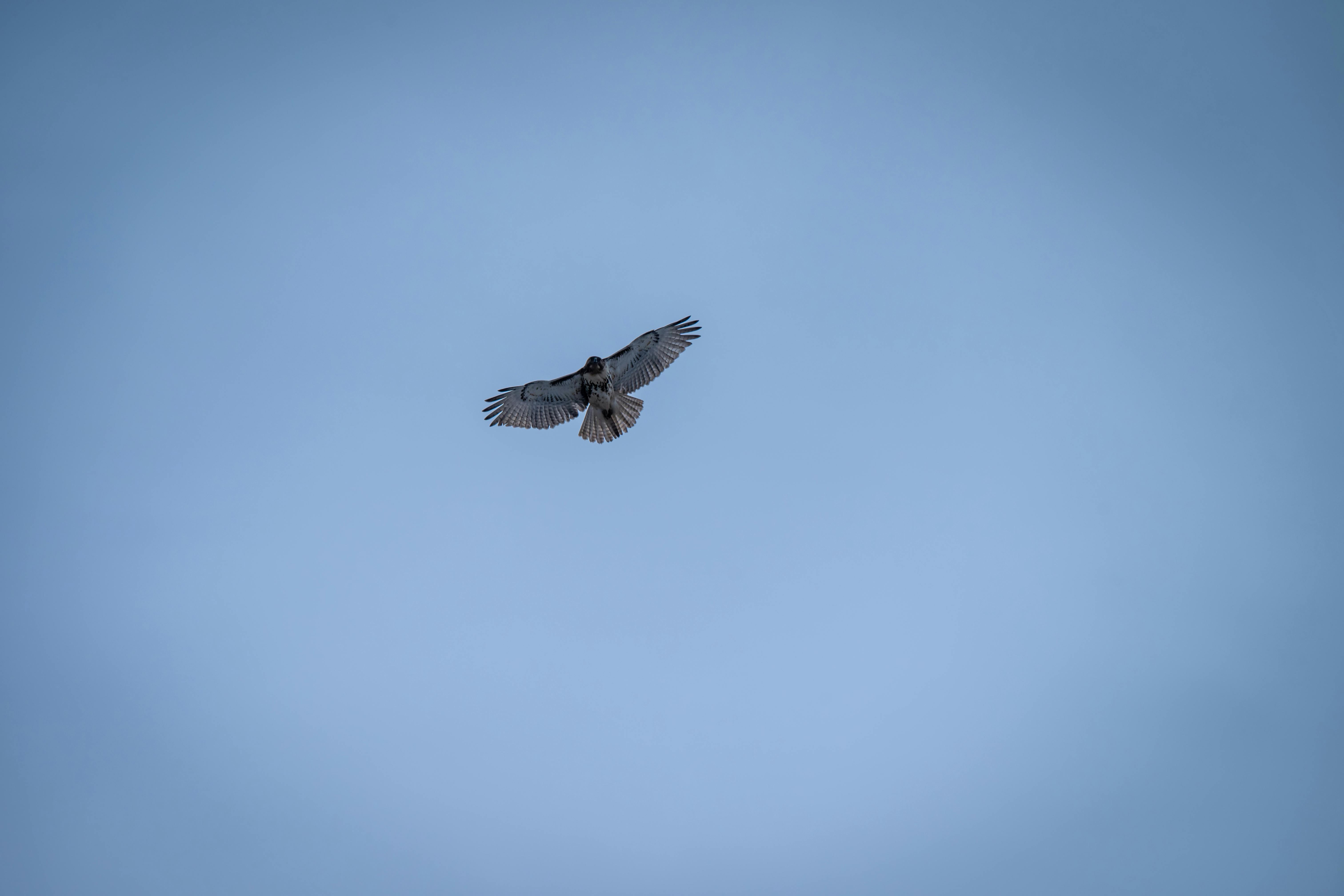Master Raptor Bird Identification with These Simple Tips