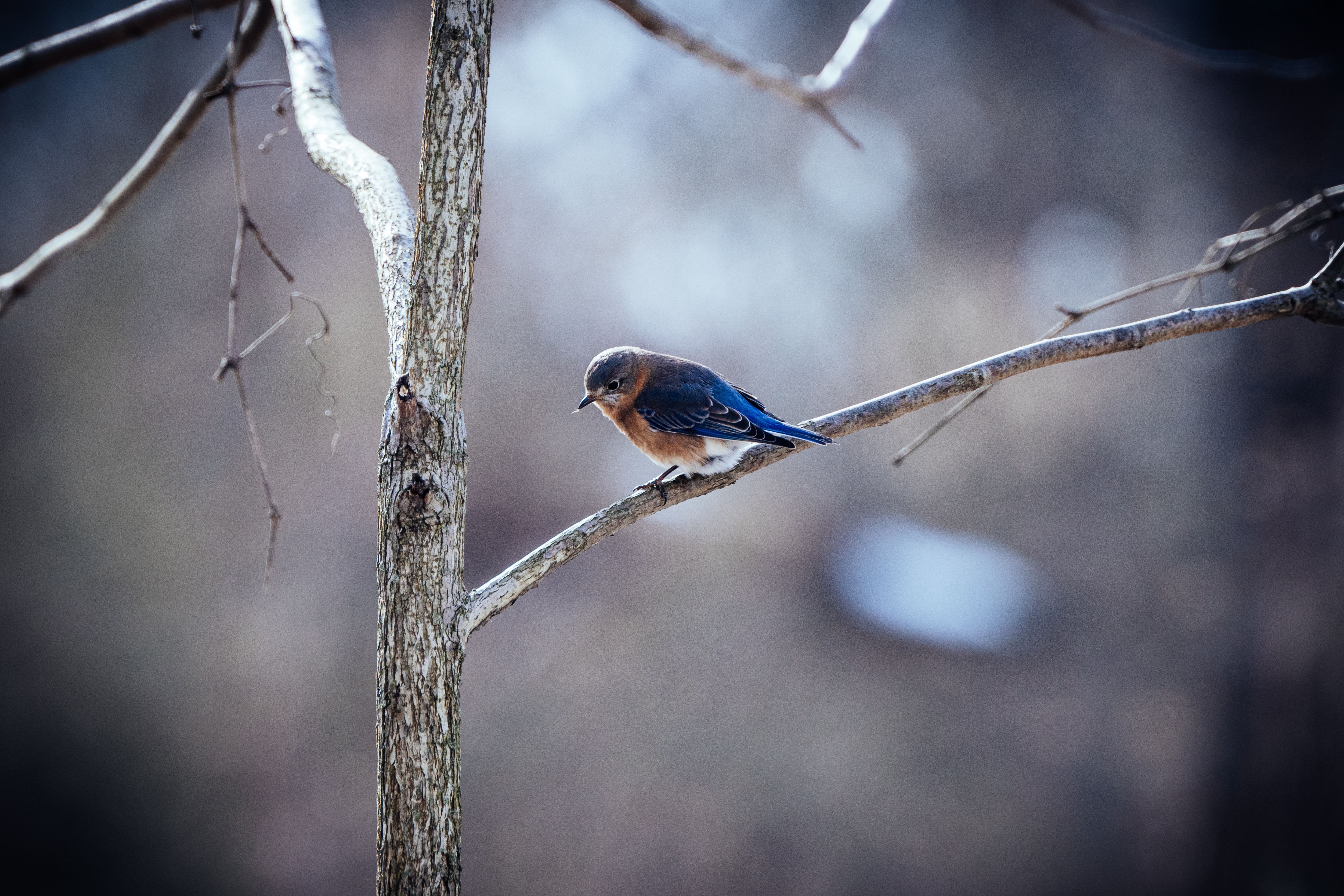 Eastern Bluebird Perched on a Bare Tree Branch · Free Stock Photo