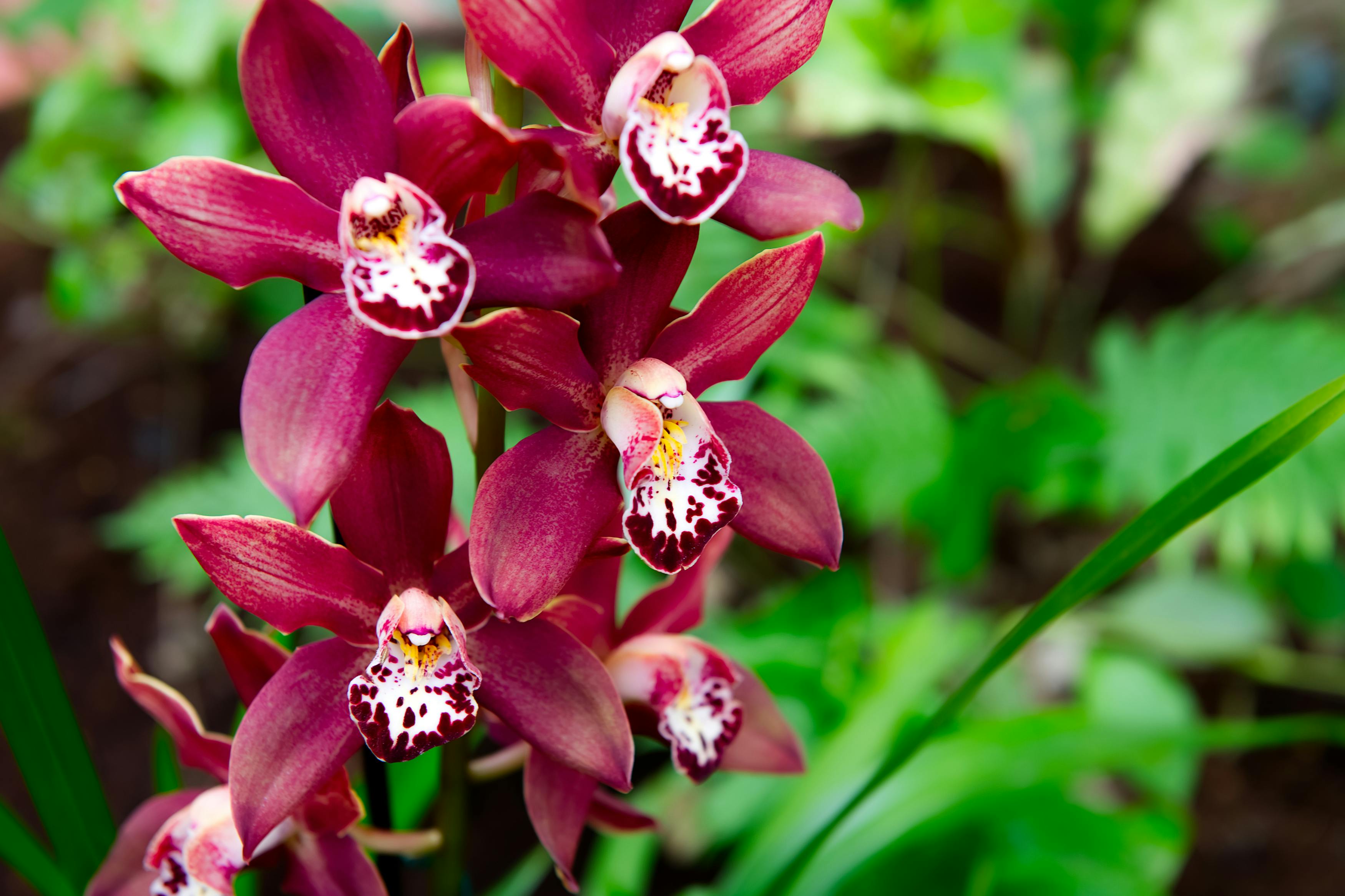Vibrant Red Cymbidium Orchid in Bloom · Free Stock Photo