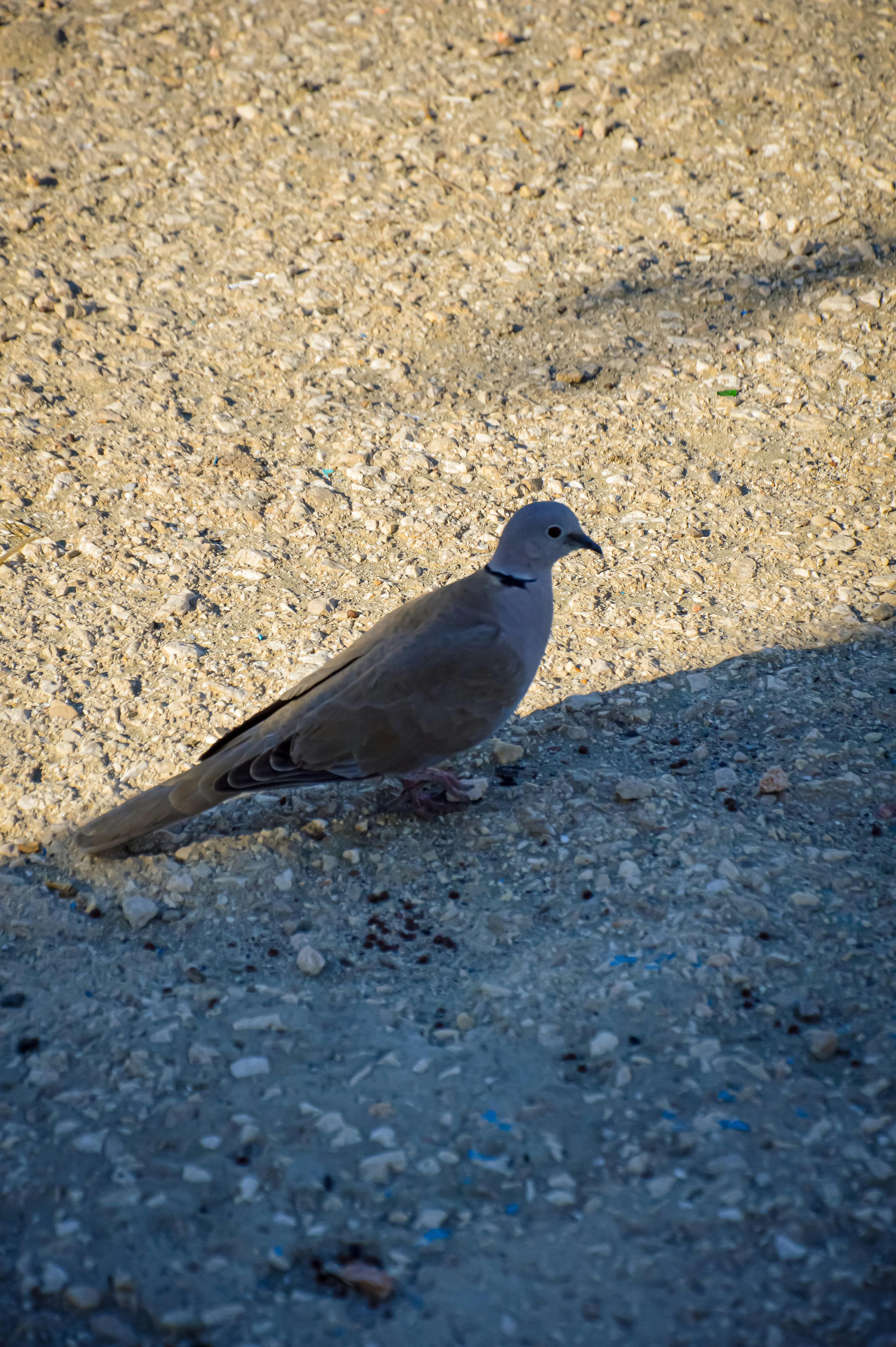 Eurasian Collared Dove on Rocky Ground · Free Stock Photo