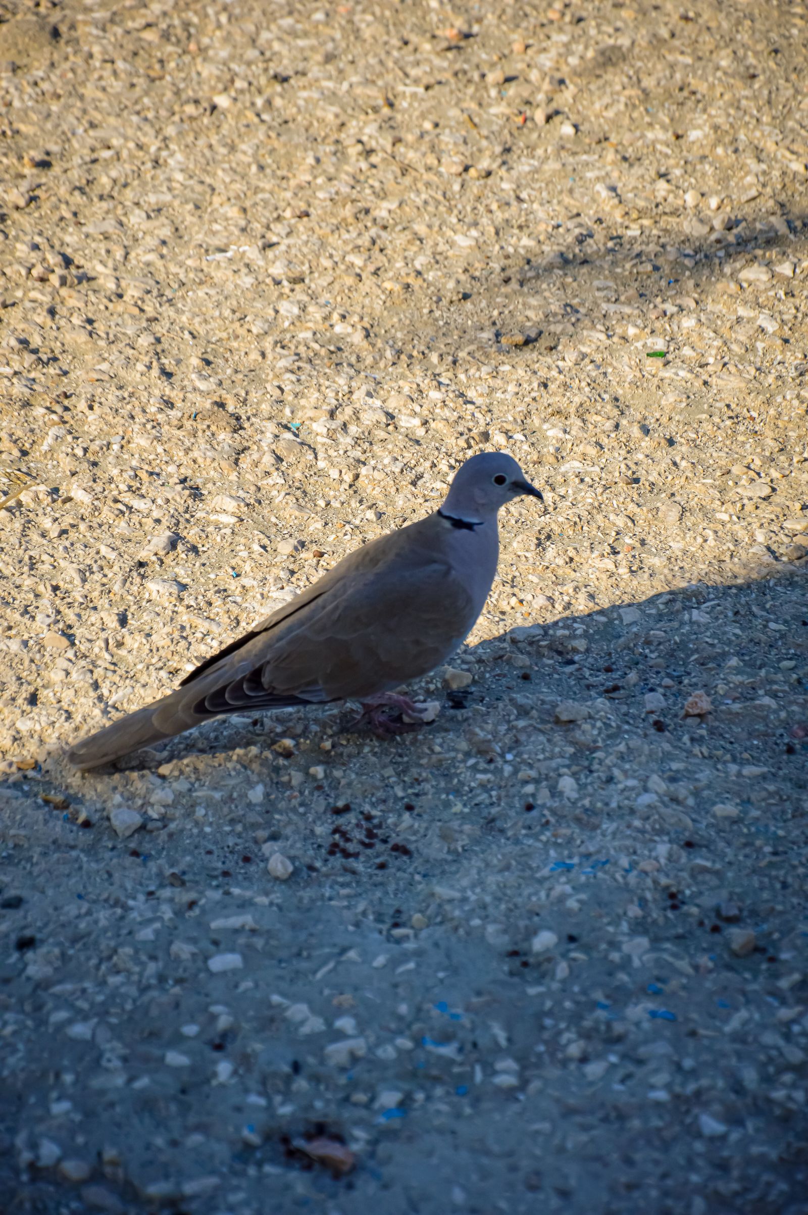 Dove Photos, Download The BEST Free Dove Stock Photos & HD Images