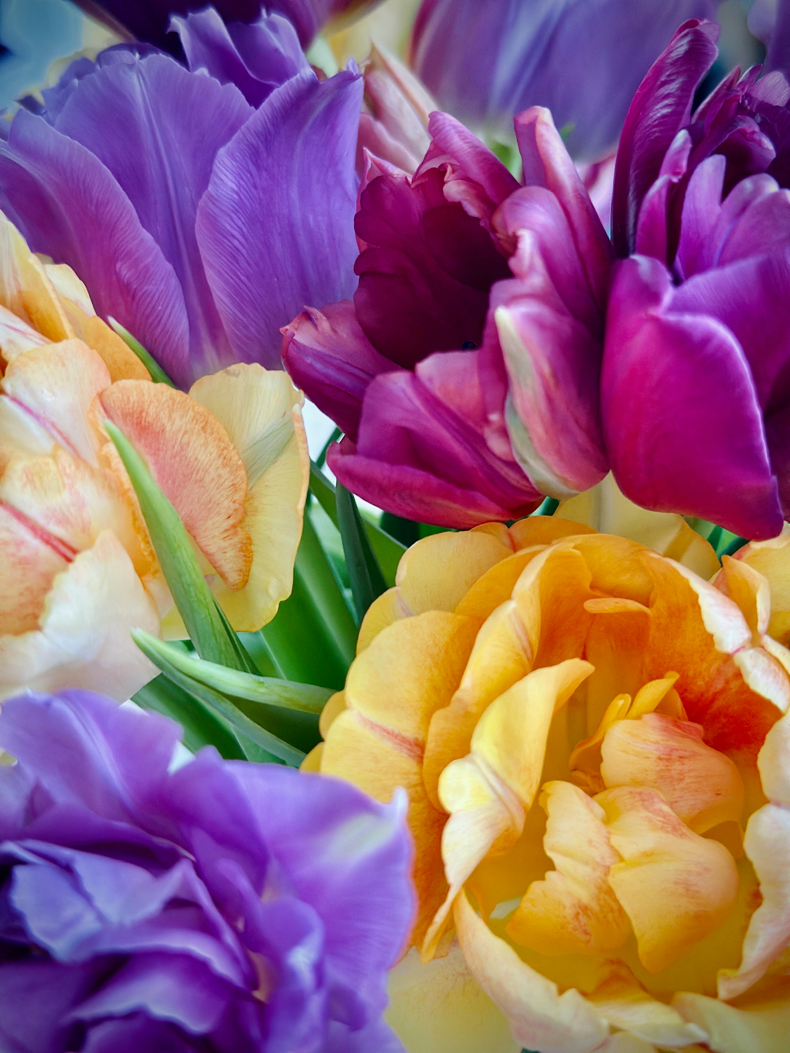 Vibrant Tulips in Bloom - A Burst of Spring Colors · Free Stock Photo