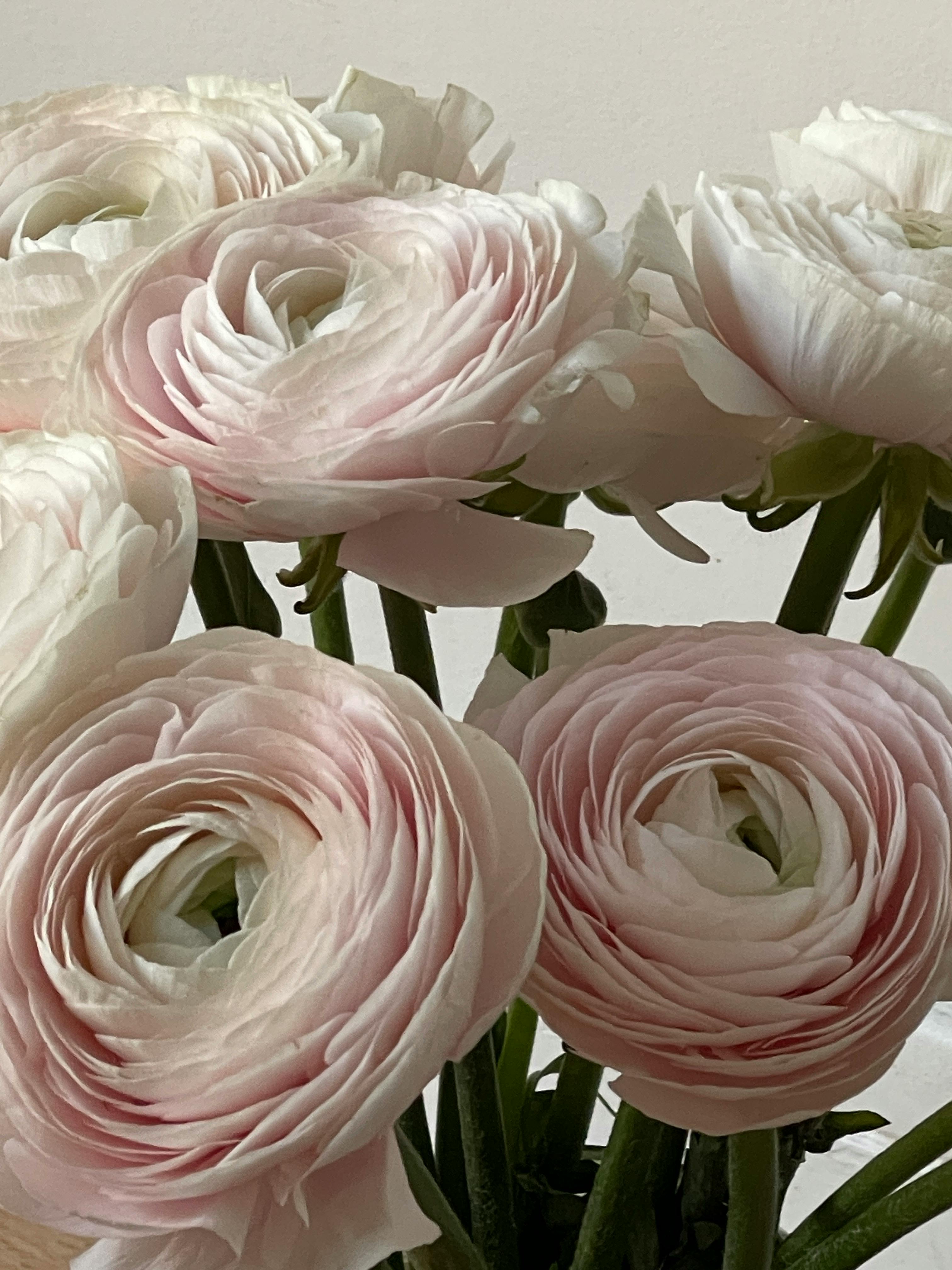 Soft Pink Ranunculus Flowers in Bloom · Free Stock Photo