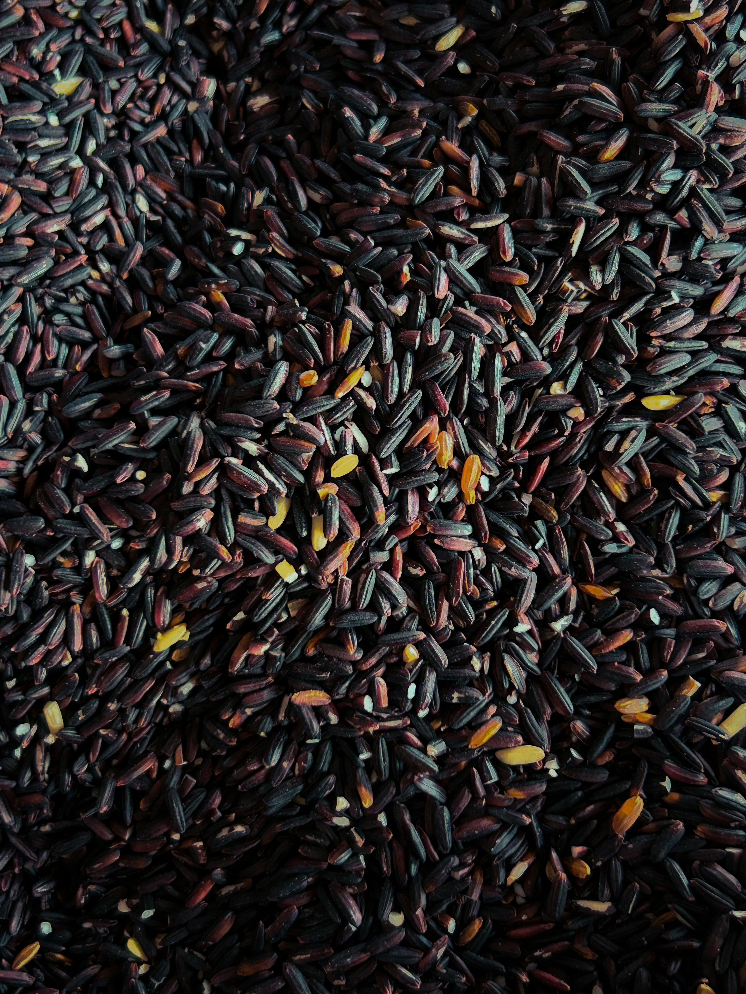 Close-Up of Organic Black Rice from Indonesia · Free Stock Photo