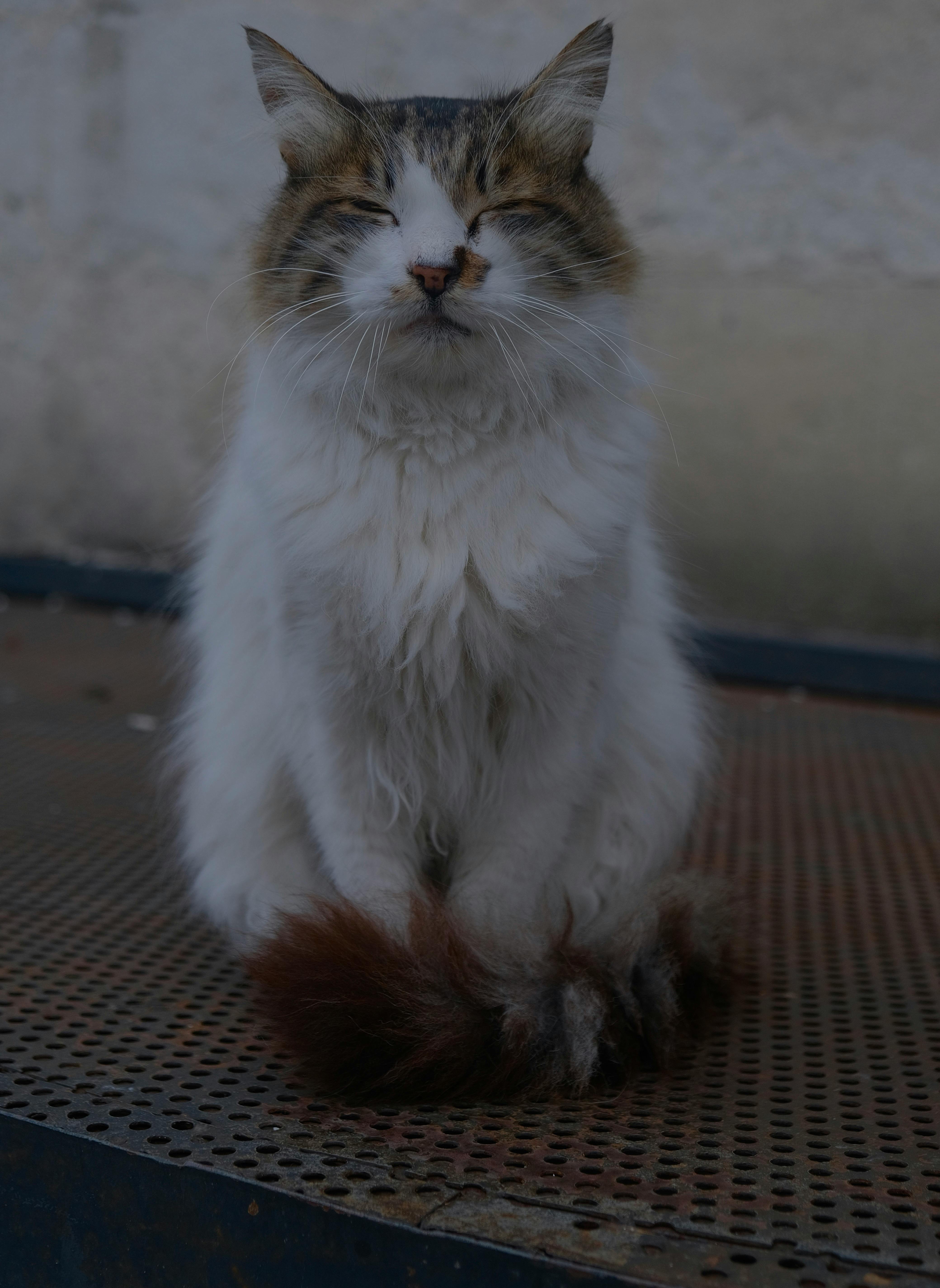 Cute Alley Cat Sitting in Istanbul · Free Stock Photo