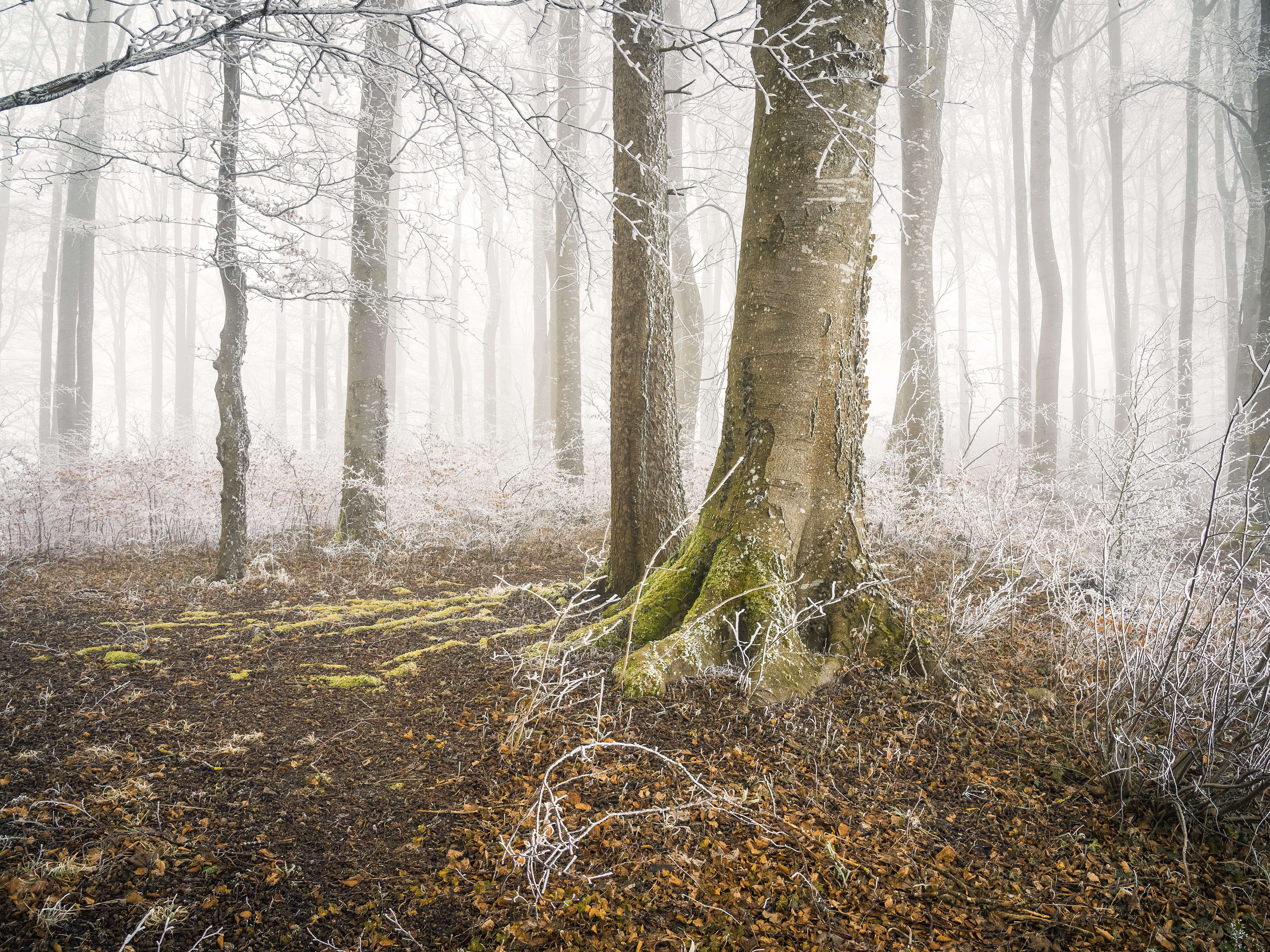 Misty Winter Forest with Frost-Covered Trees · Free Stock Photo