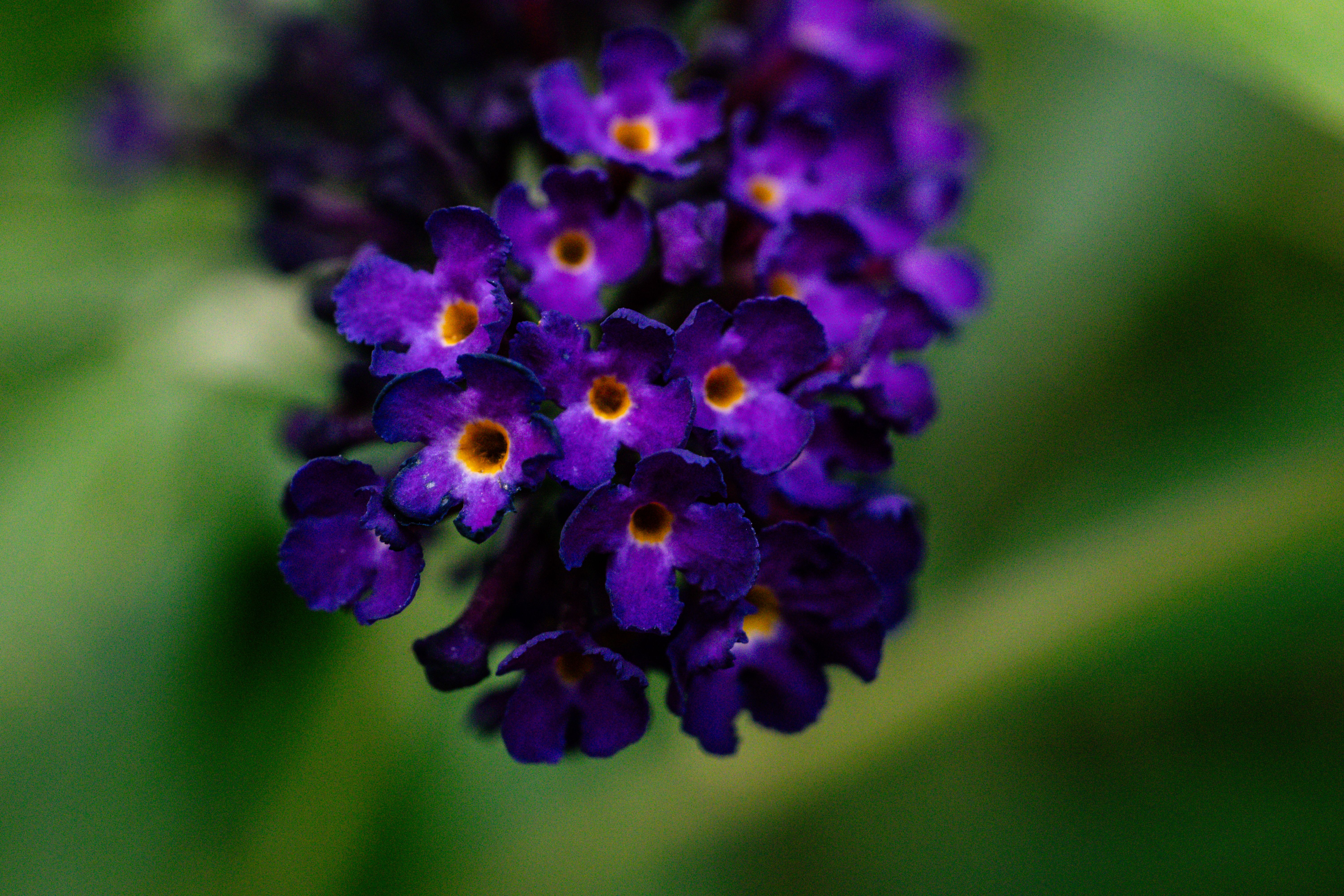 Close-up of Vibrant Purple Buddleia Flowers · Free Stock Photo