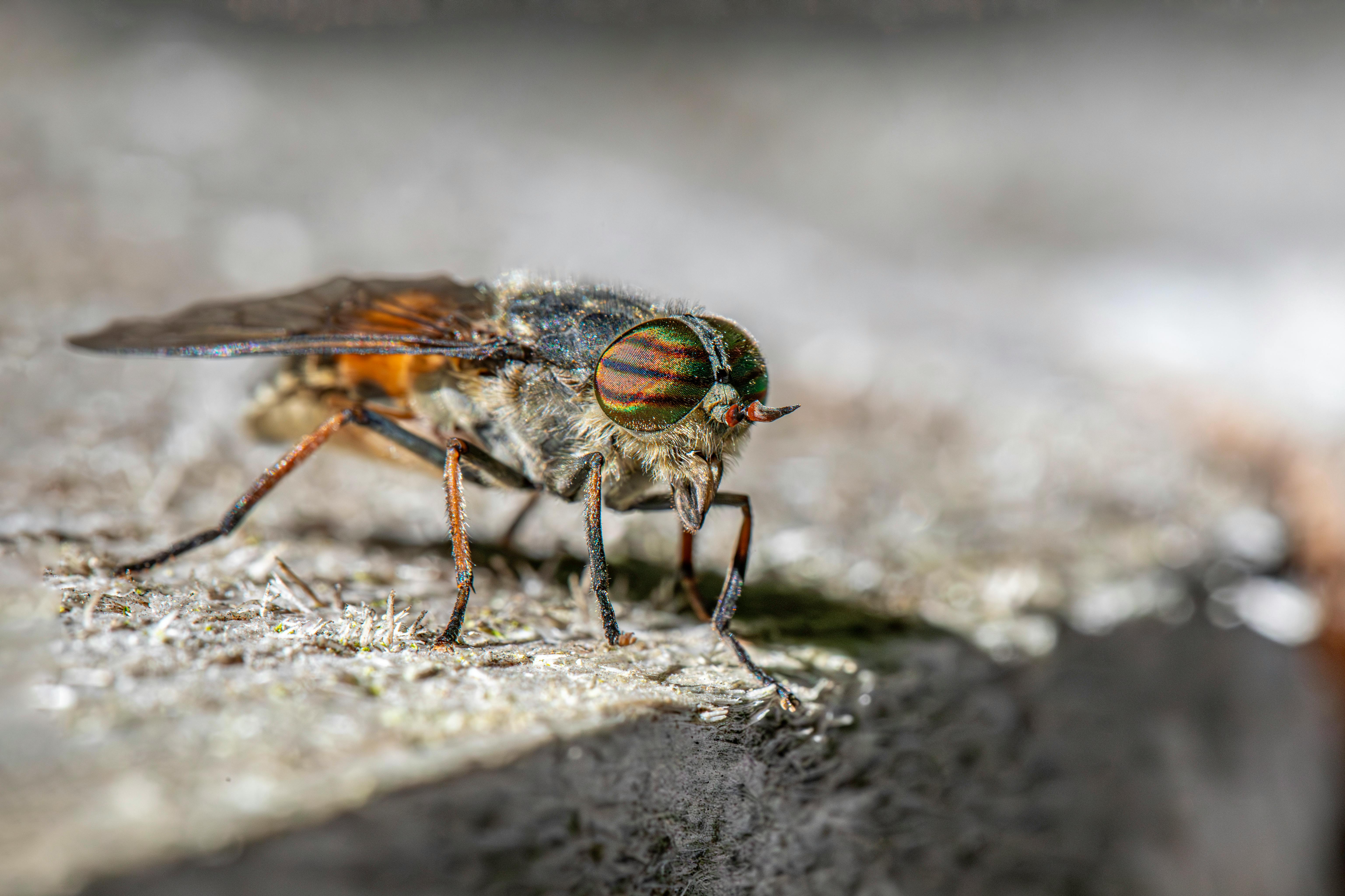 Close-up Macro of Tabanus Bromius on Leaf · Free Stock Photo