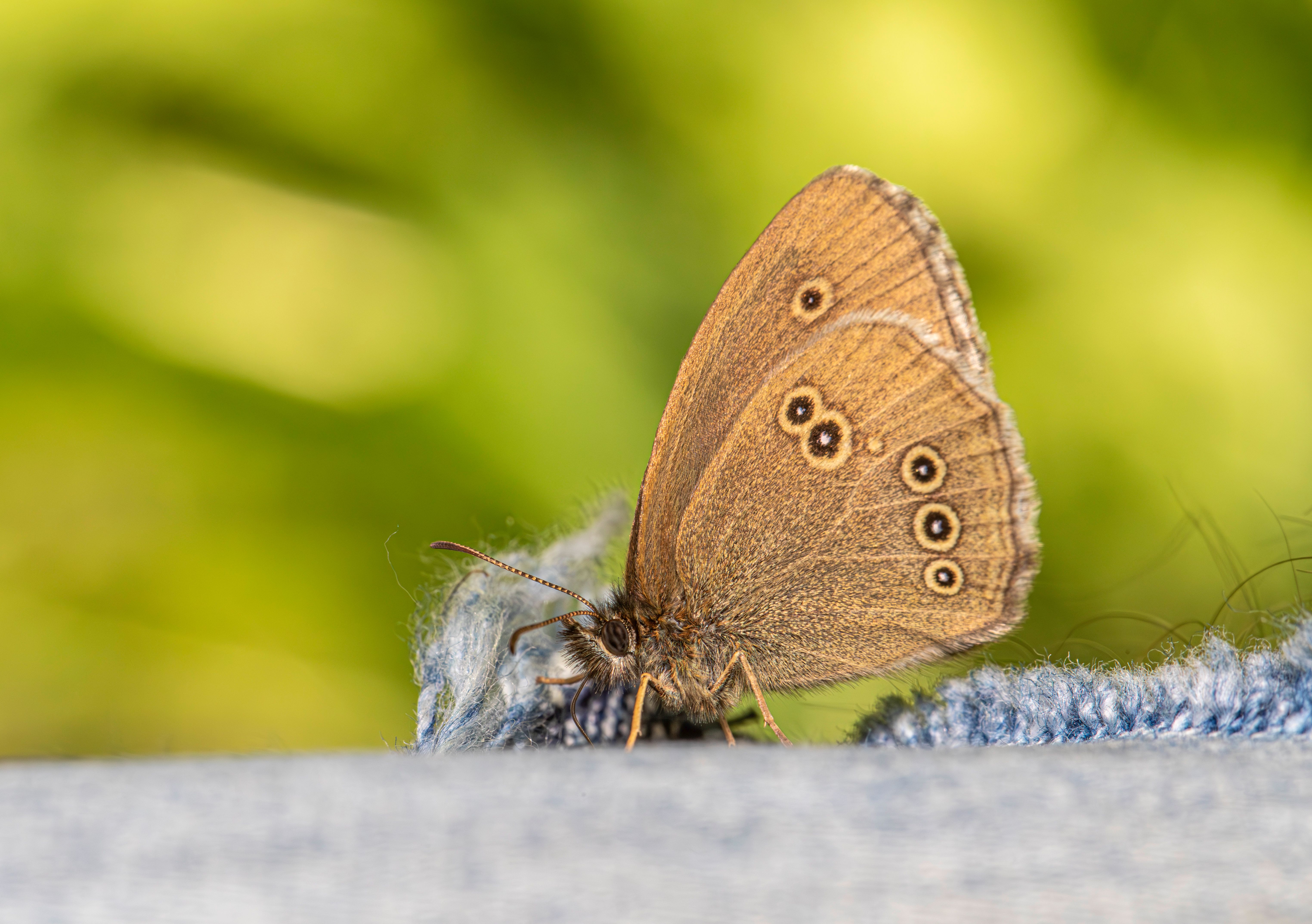Close-up of a Ringlet Butterfly on Denim · Free Stock Photo