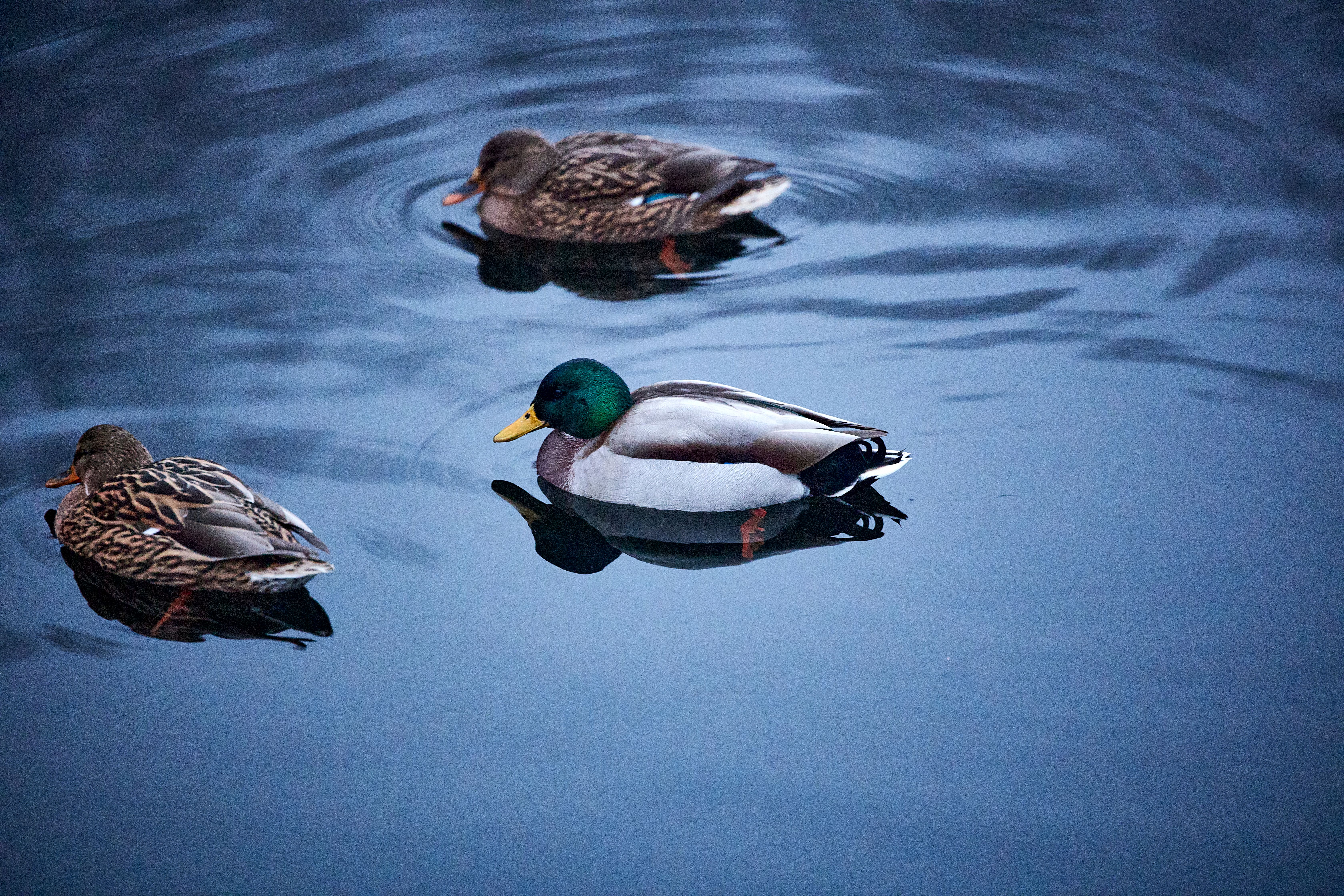 Peaceful Mallard Ducks on Tranquil Water · Free Stock Photo