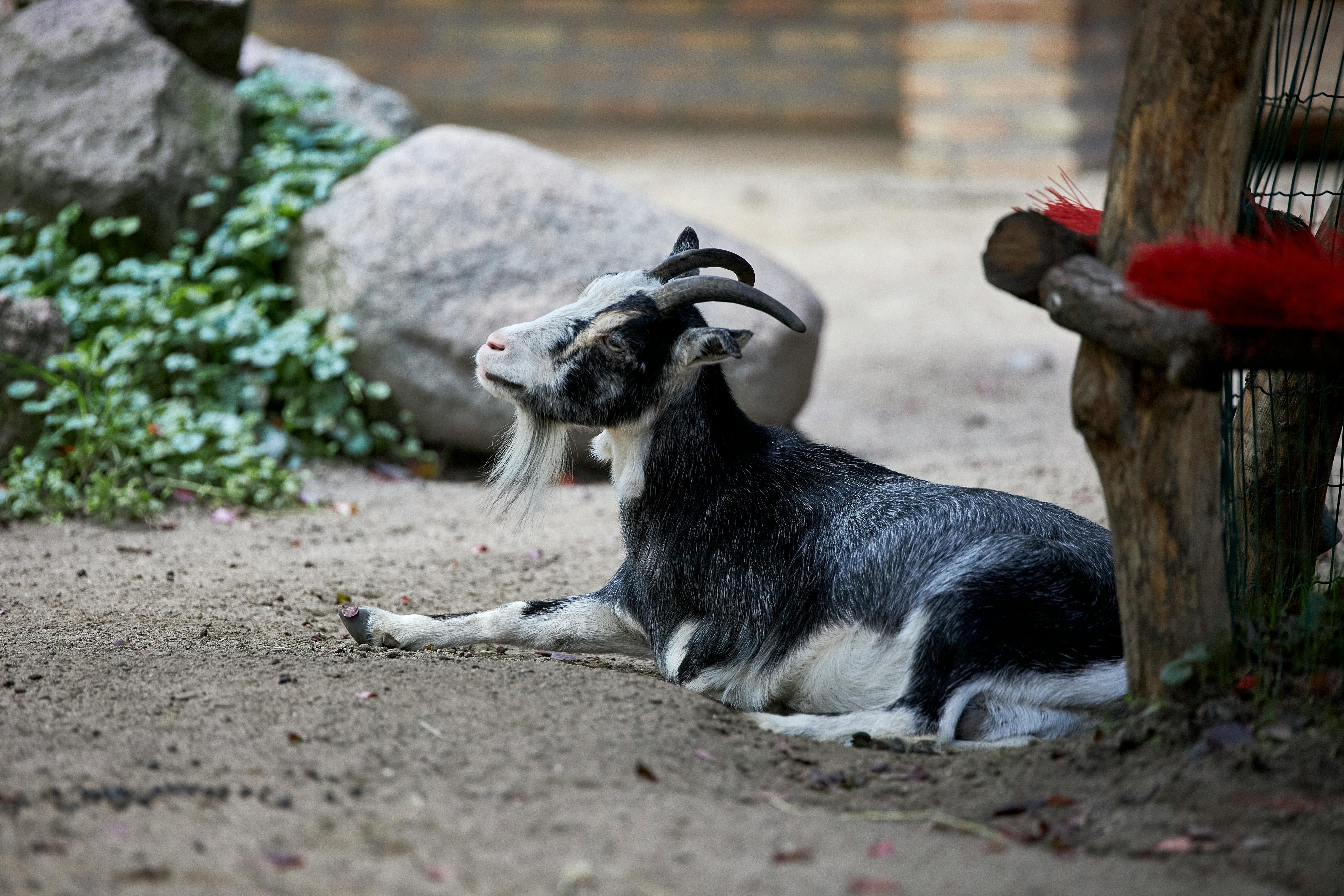 Foto profissional gratuita de agricultura, animais selvagens, animal ...