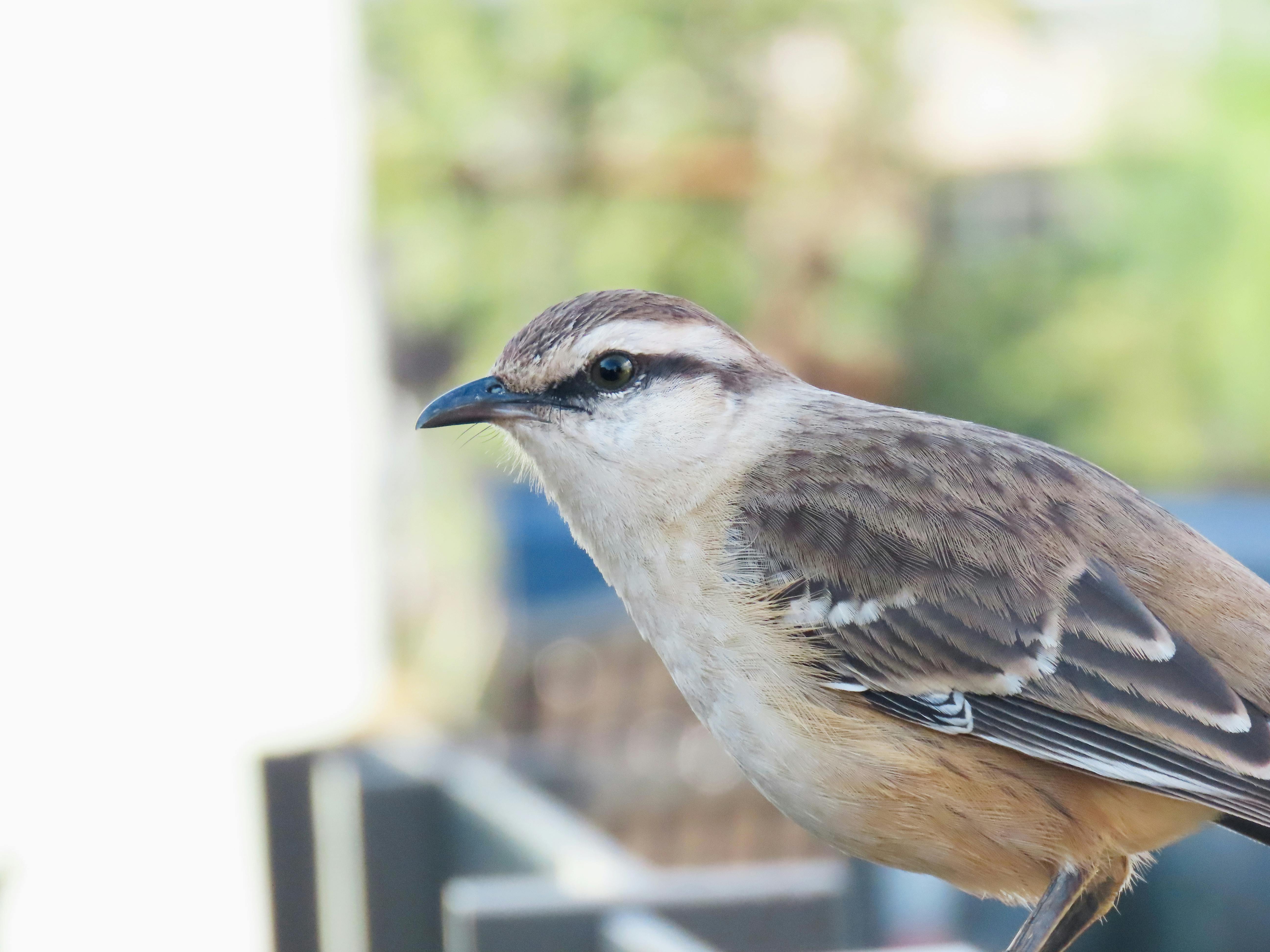 Close-up of a Bird in Santa Maria, Brazil · Free Stock Photo