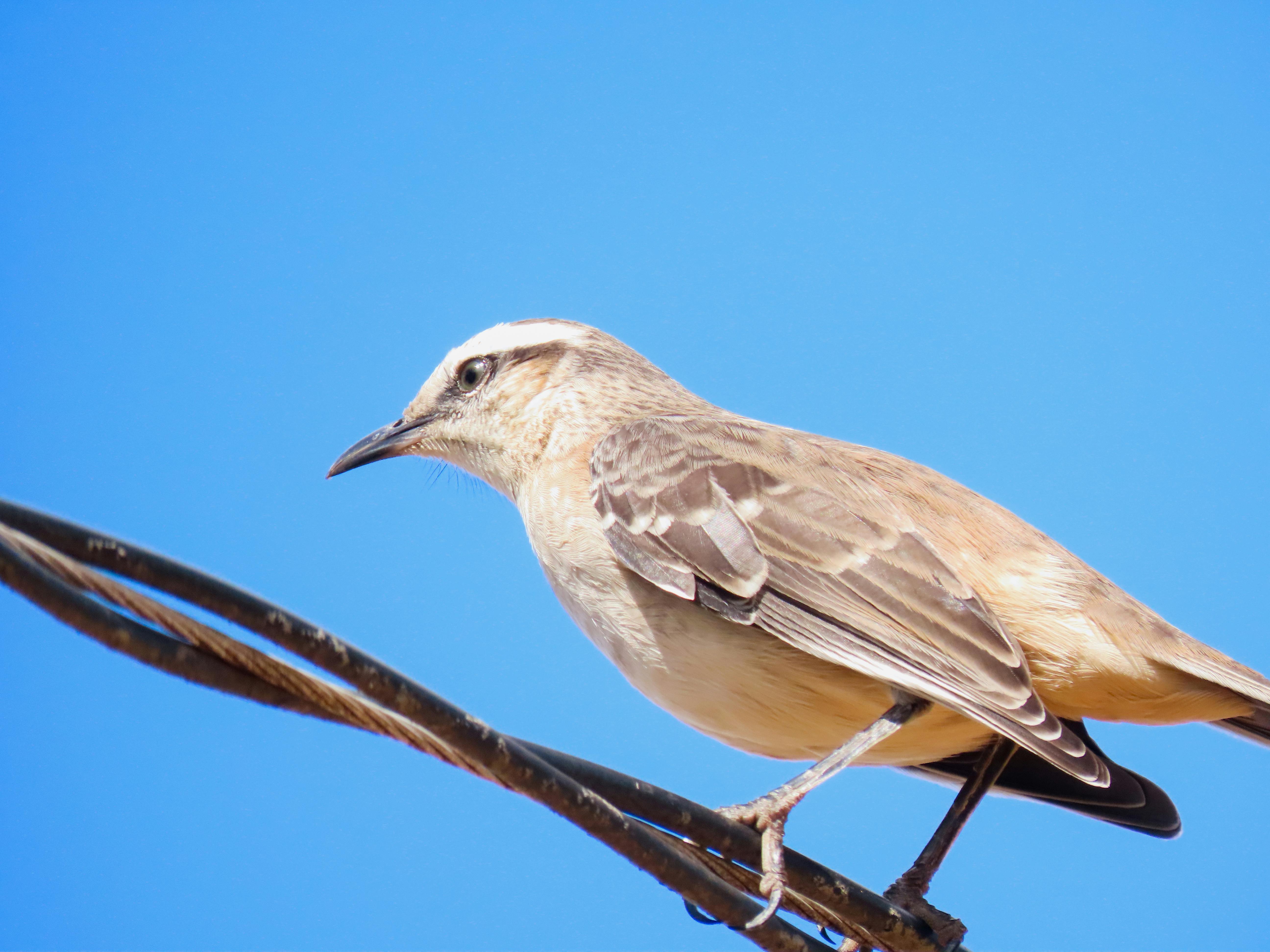 Sabiá Do Campo (Mimus Saturninus) · Foto profissional gratuita
