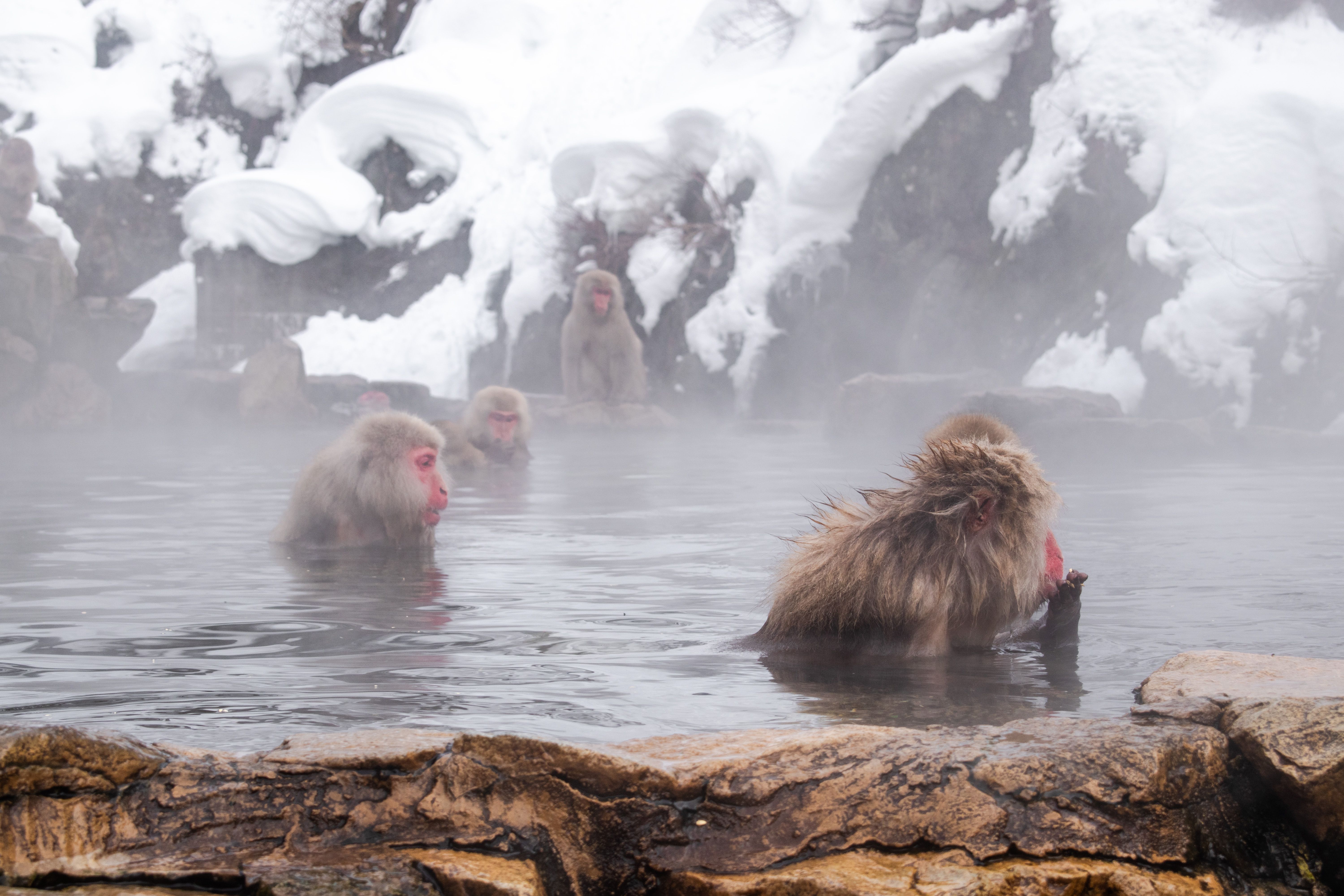 Japanese Macaques Bathing in Snowy Hot Spring · Free Stock Photo