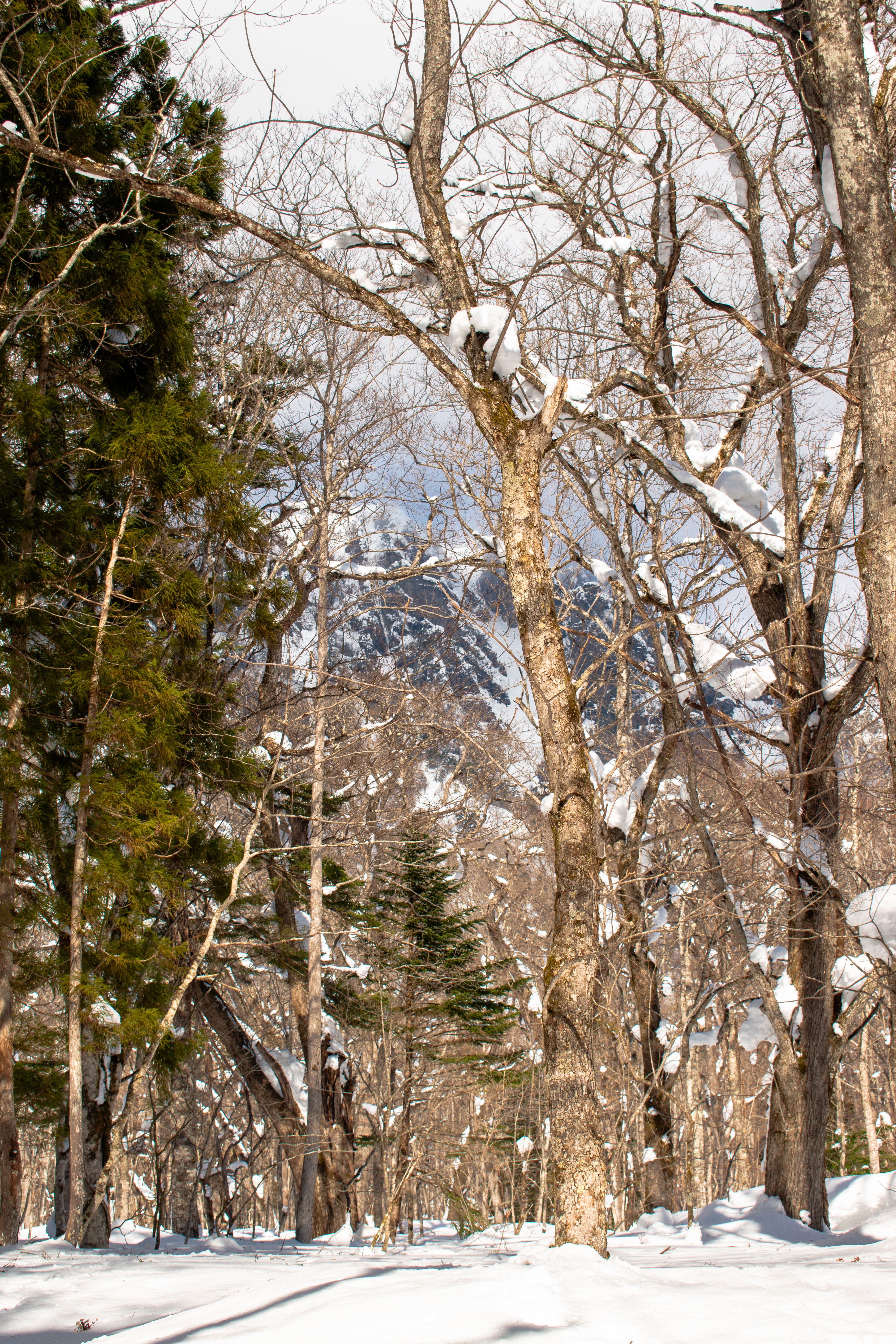 Winter Forest in Nagano, Japan · Free Stock Photo