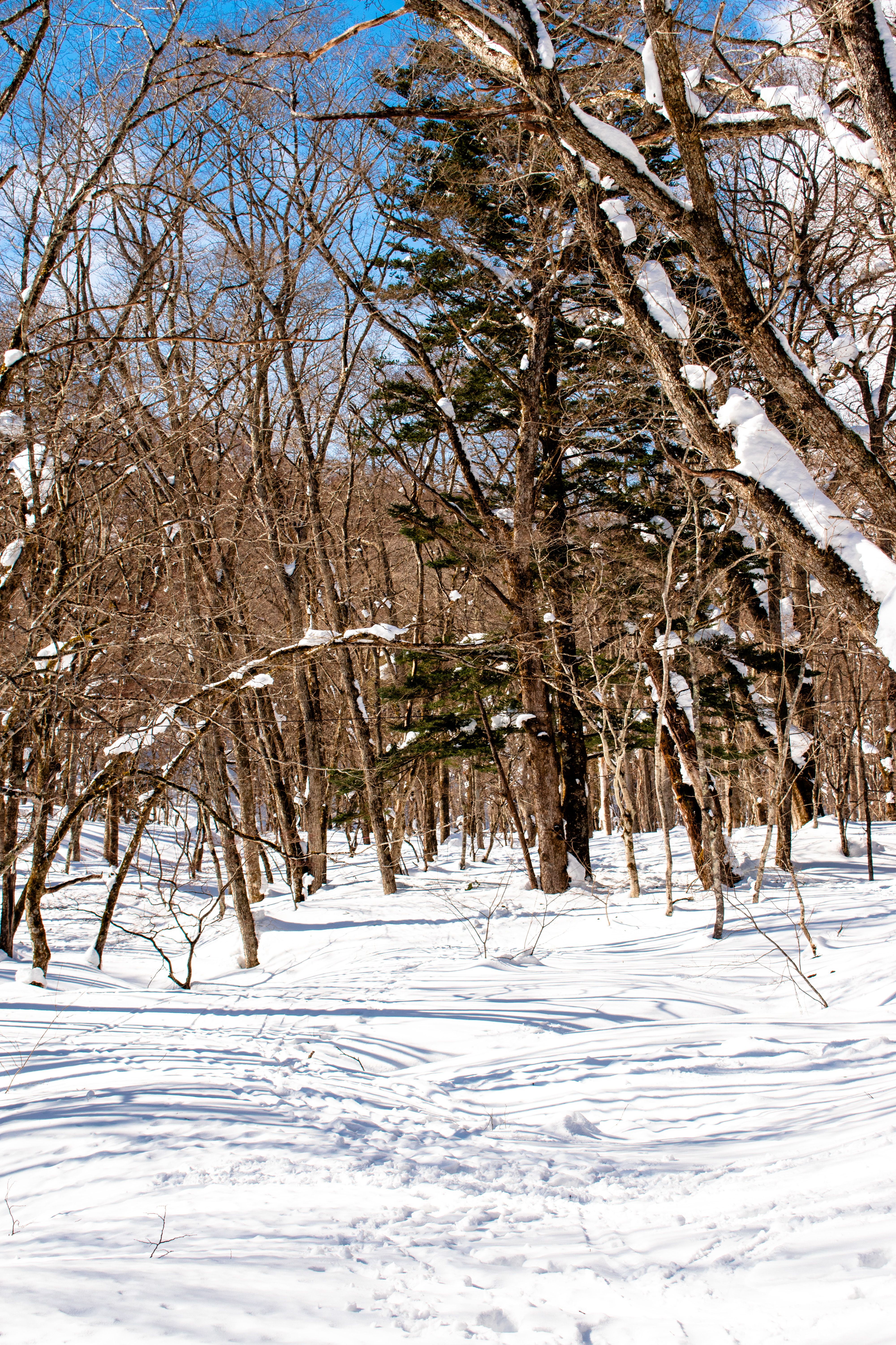Winter Forest Scene in Nagano, Japan · Free Stock Photo