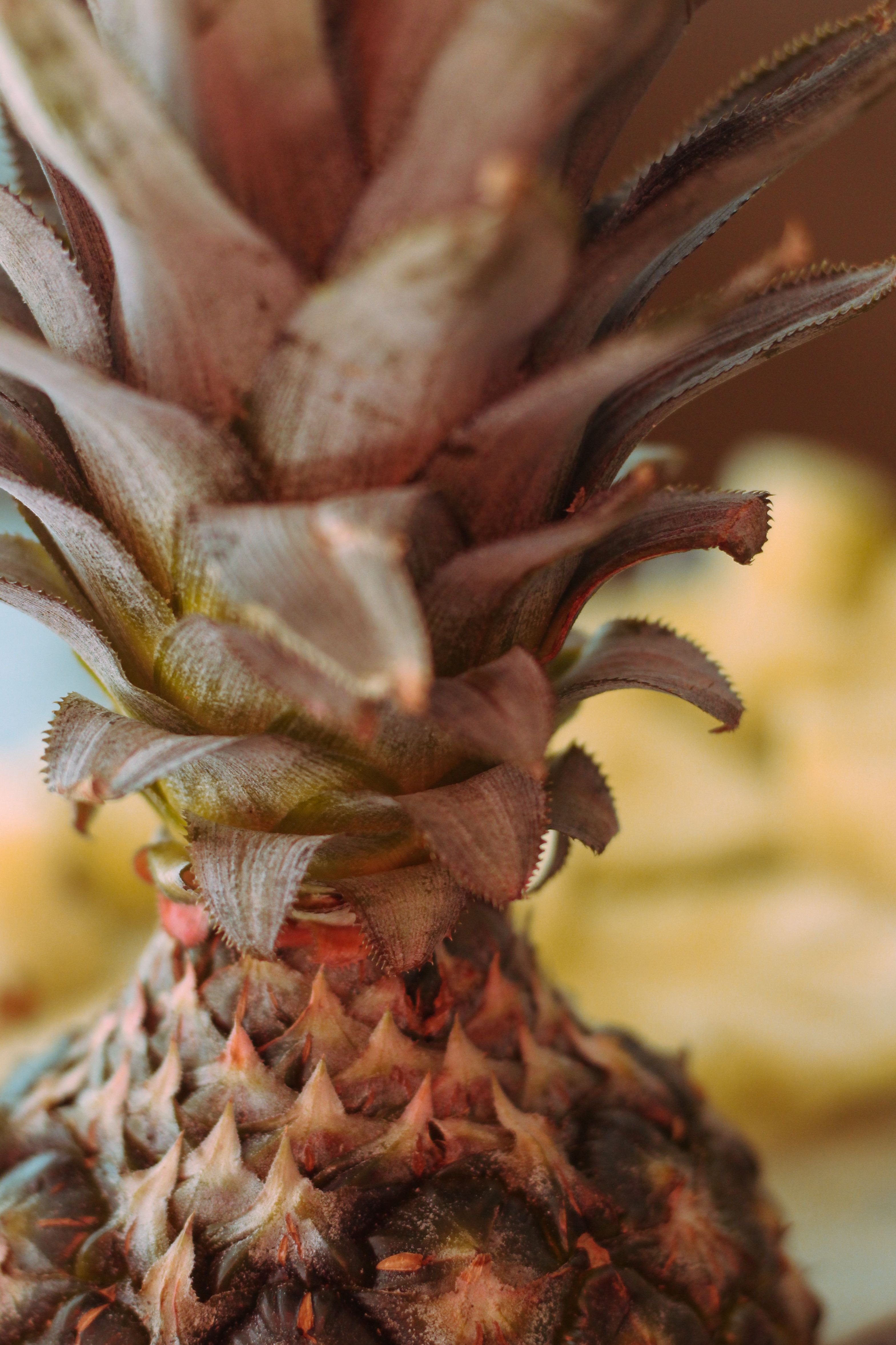 Close-Up of Fresh Pineapple Crown · Free Stock Photo