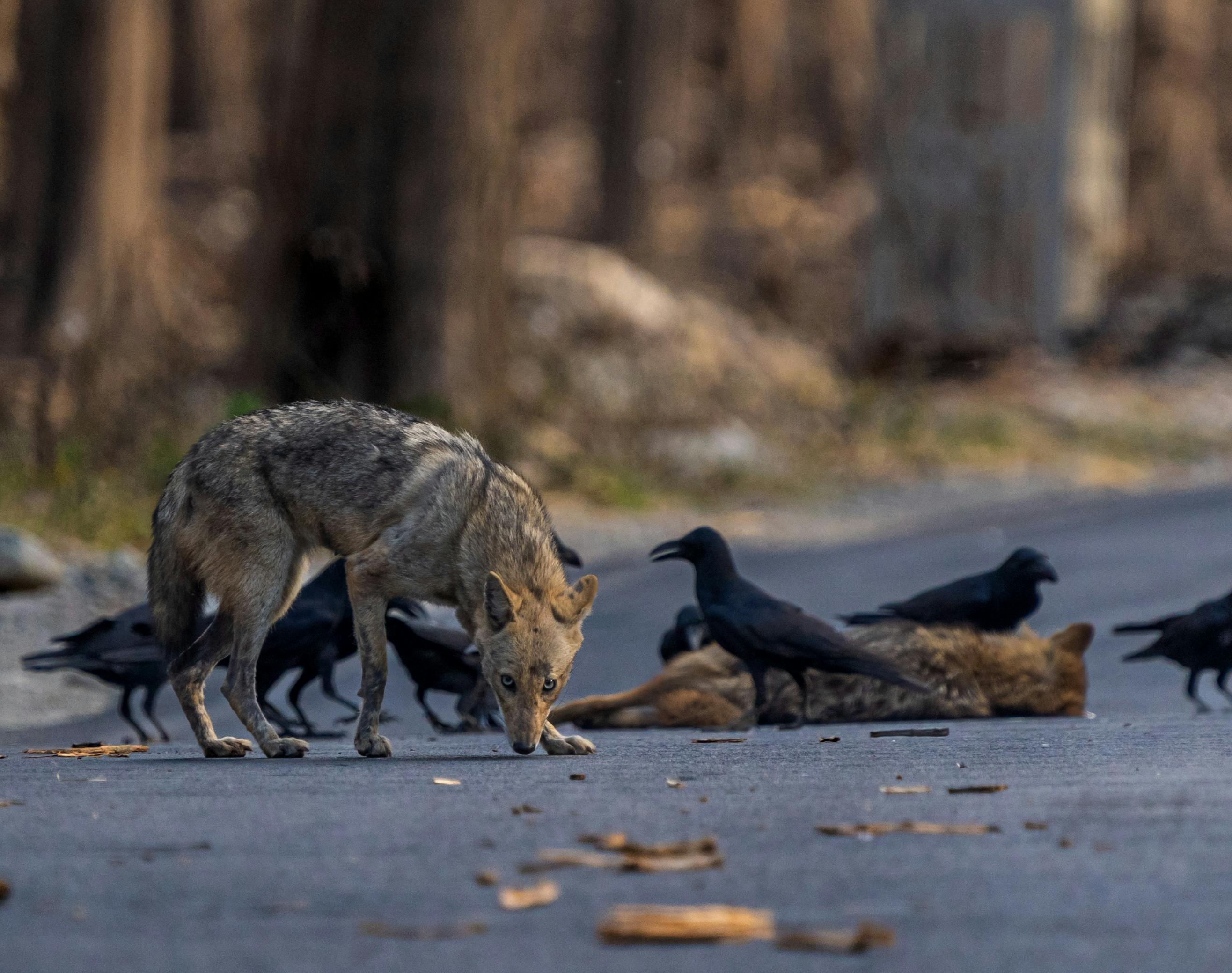 Wildlife Scavenging Scene on Forest Road · Free Stock Photo