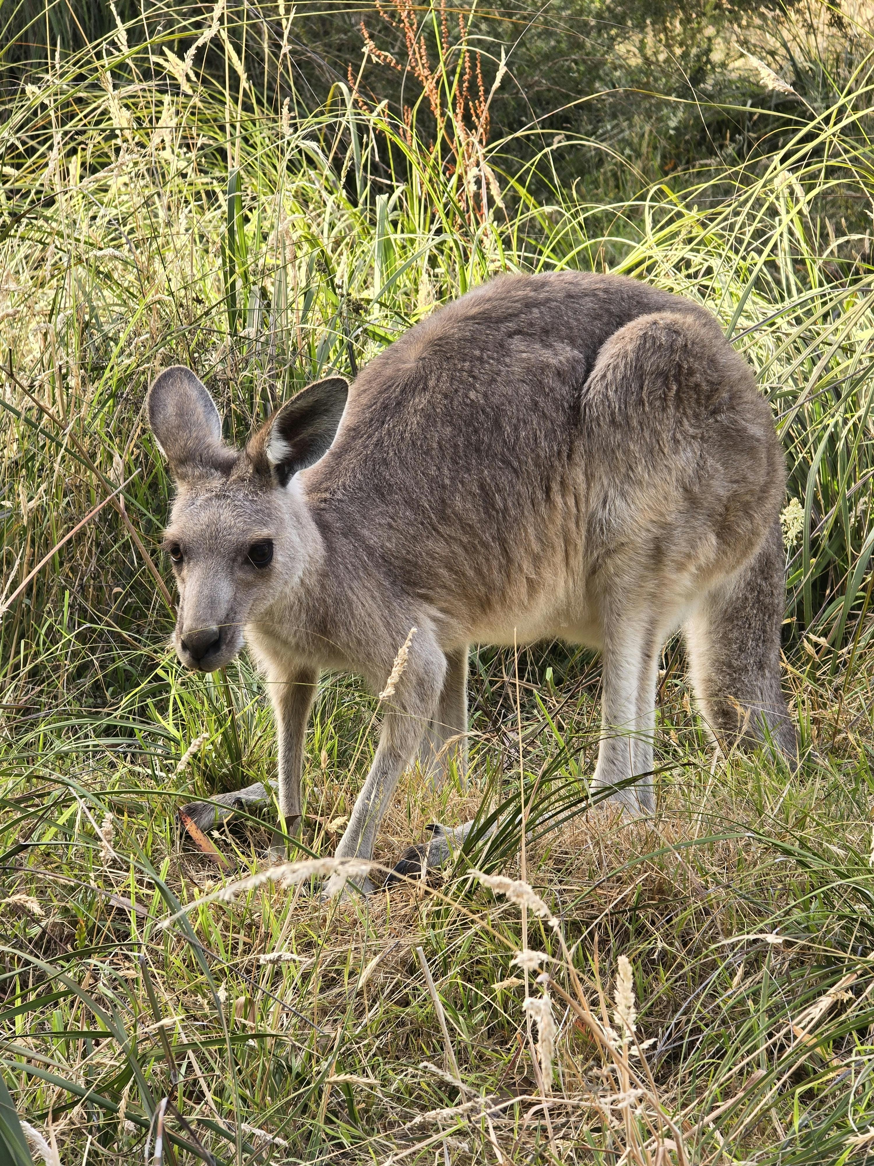 Kangaroo Grazing in Natural Habitat · Free Stock Photo