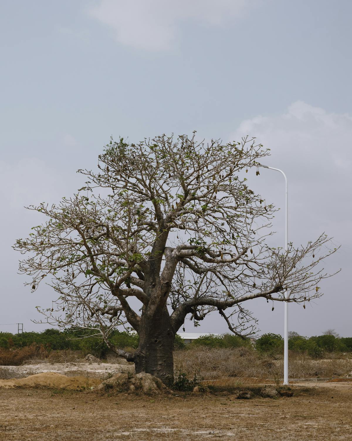 Baobab Tree Photos, Download The BEST Free Baobab Tree Stock Photos ...